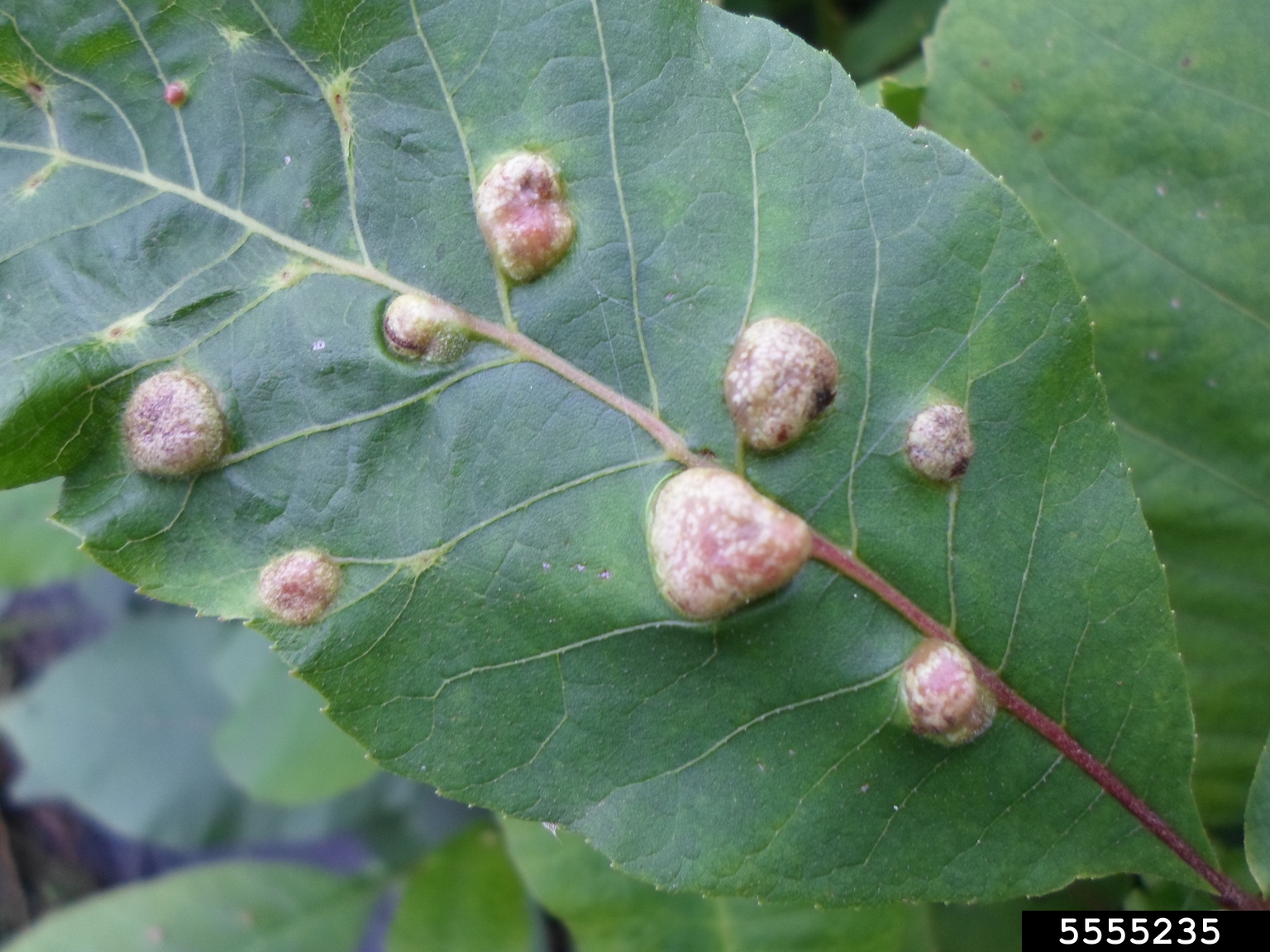 pecan leaf phylloxera (Phylloxera notabilis Pergande)
