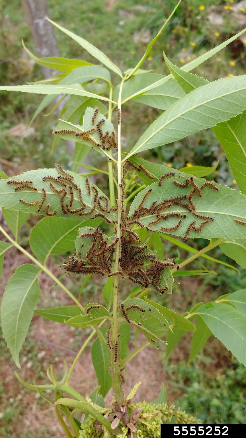 Saturniid moth (Hylesia nigricans Berg, 1875)
