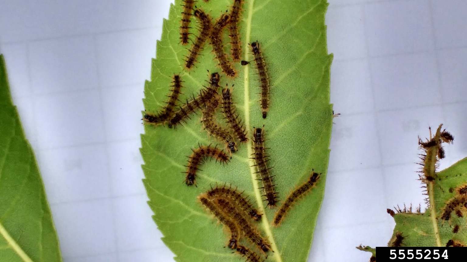 Saturniid moth (Hylesia nigricans)