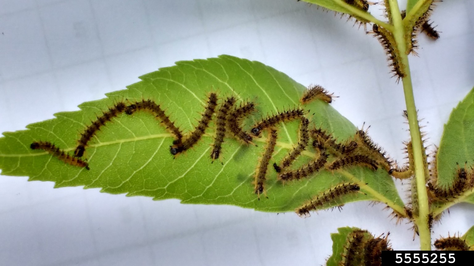 Saturniid moth (Hylesia nigricans)