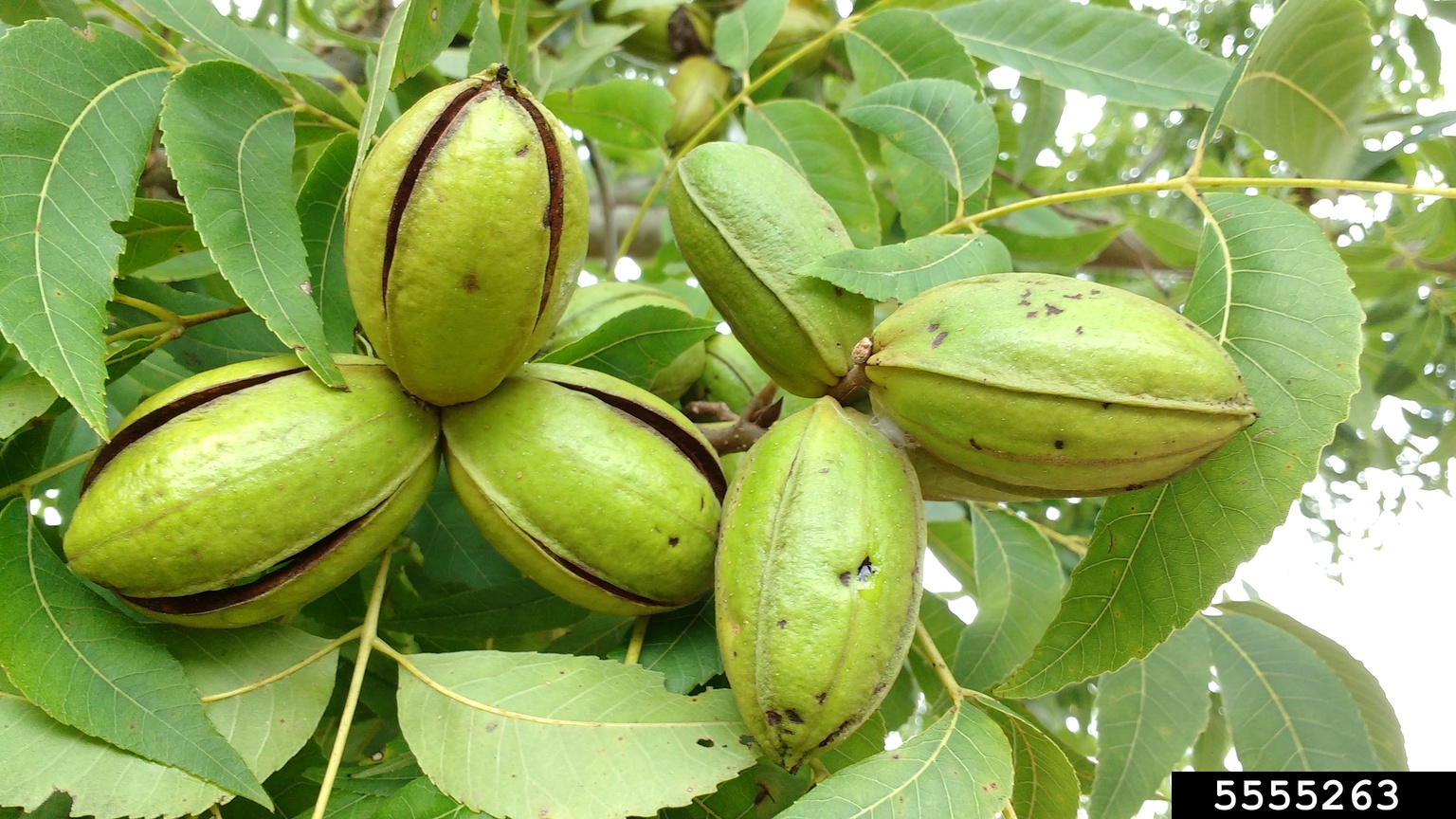 pecan (Carya illinoinensis (Wangenh.) K. Koch)