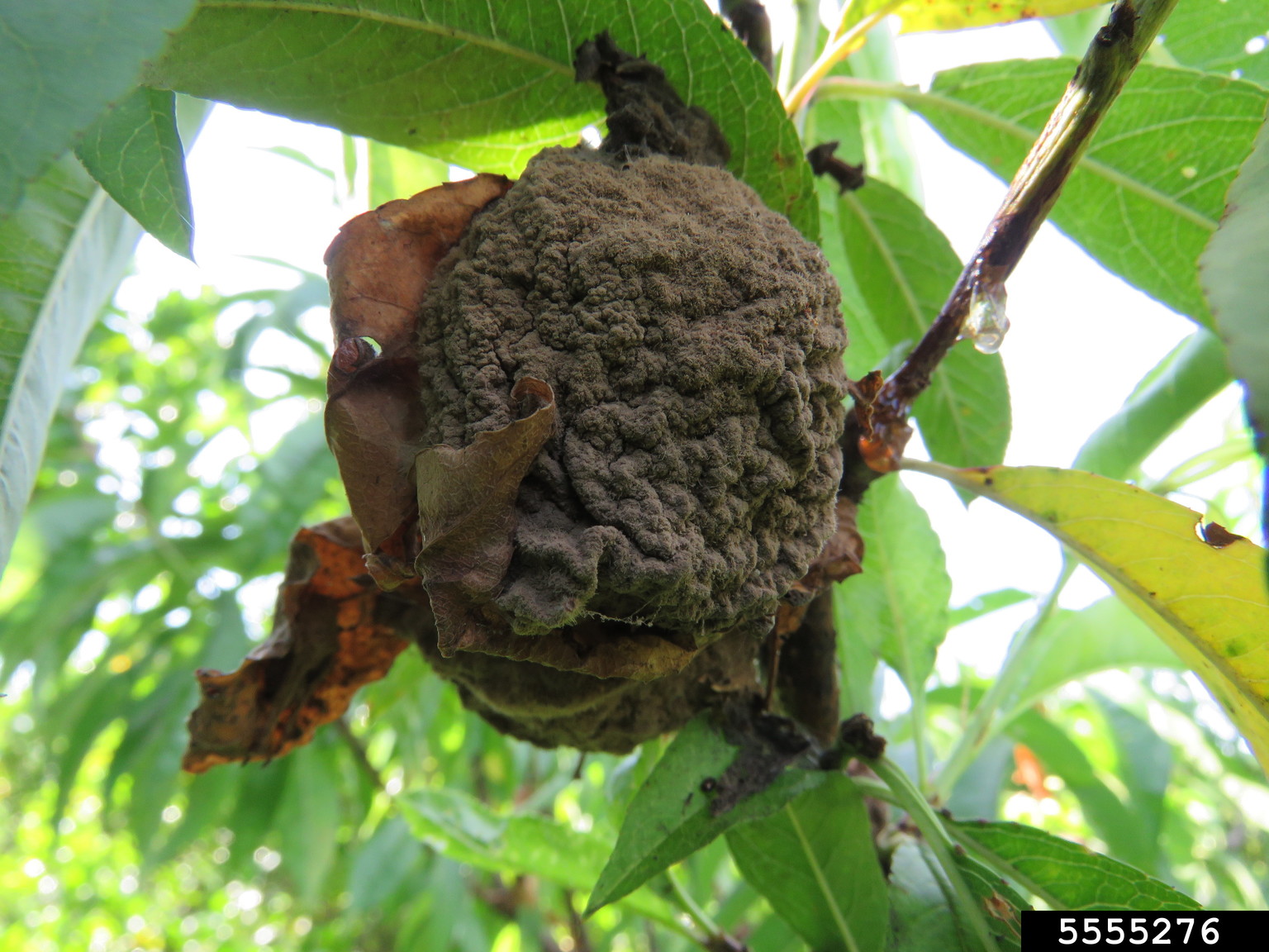 brown rot (Monilinia fructicola (G. Wint.) Honey)