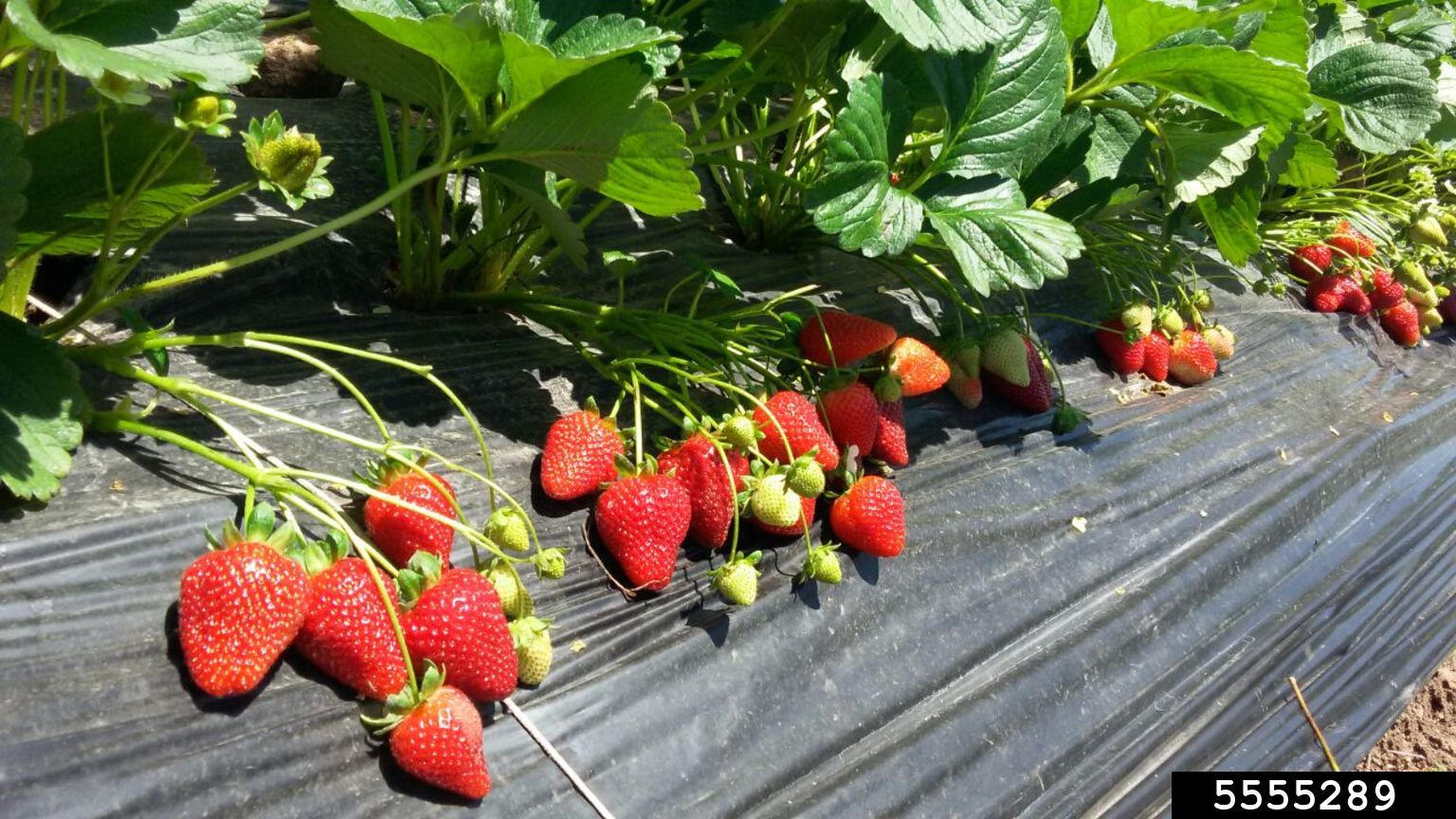 strawberry (Fragaria x ananassa Duchesne ex Rozier [chiloensis × ...