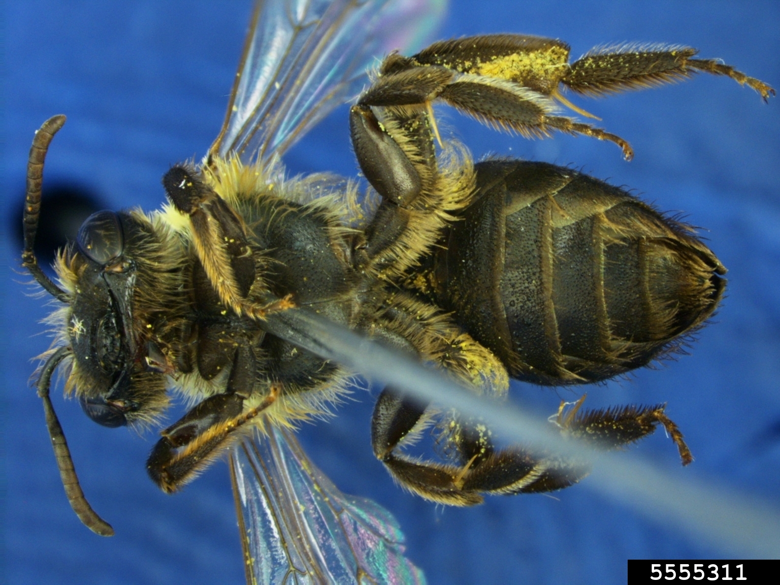 Western mining bee (Andrena angustitarsata Viereck, 1904)