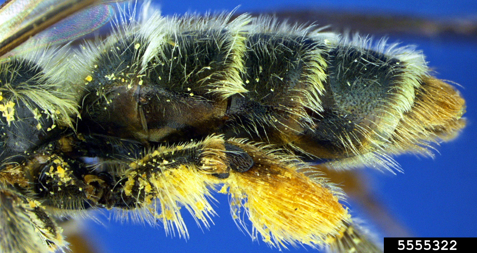 mining bee (Andrena auricoma Smith, 1879)