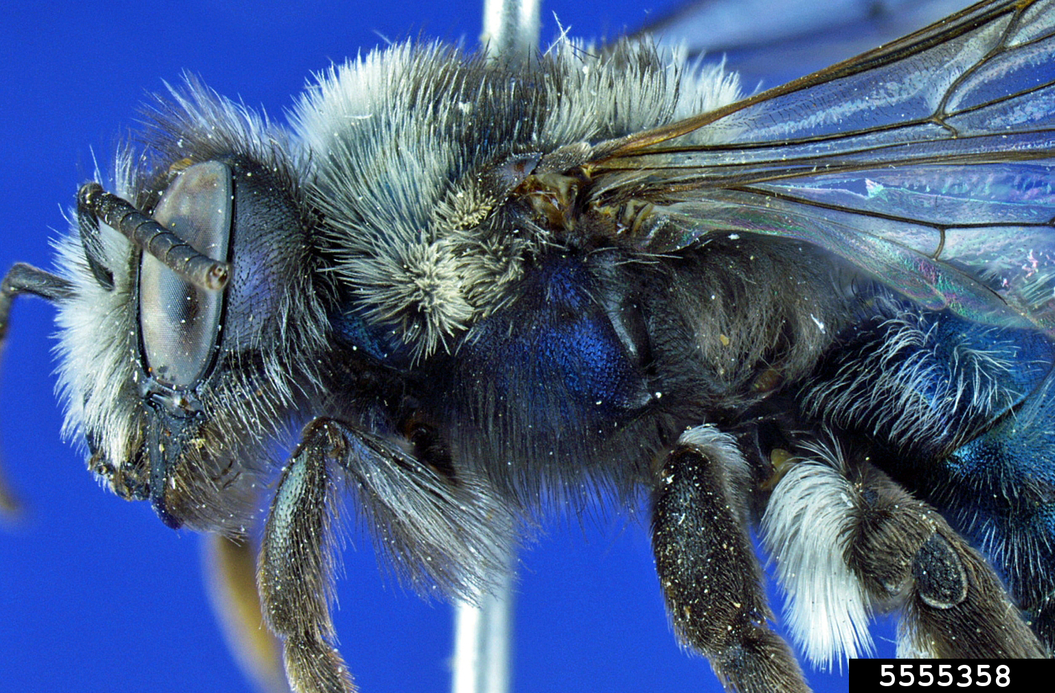mining bee (Andrena cerasifolii Cockerell, 1896)