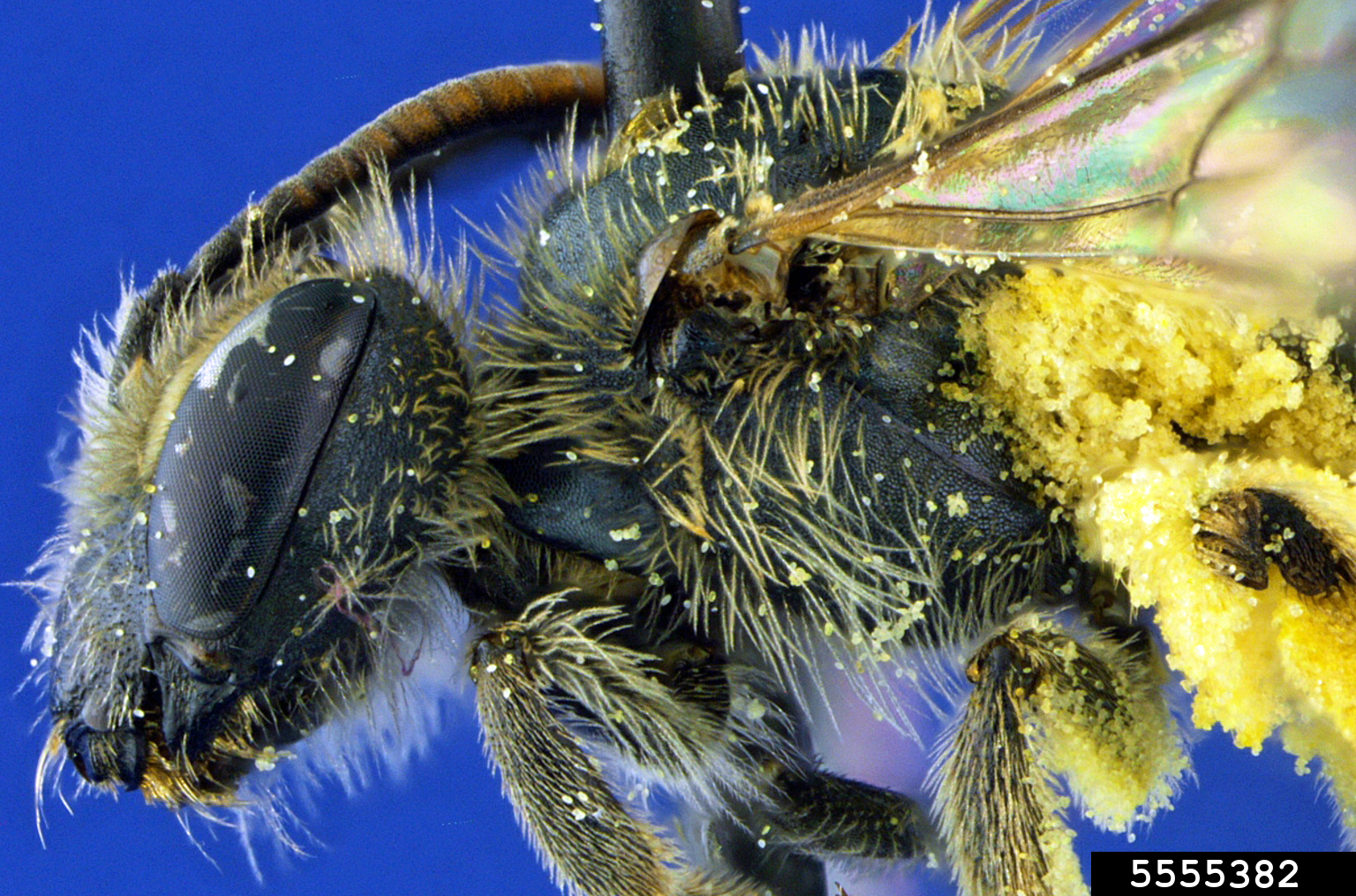mining bee (Andrena chlorogaster)