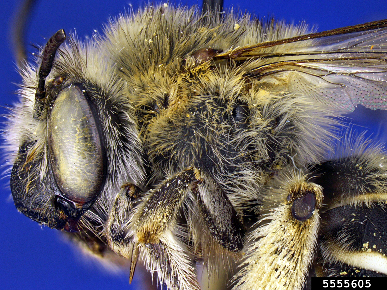 California anthophora (Anthophora californica Cresson, 1869)