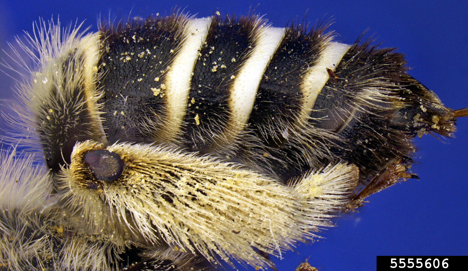 California anthophora (Anthophora californica Cresson, 1869)