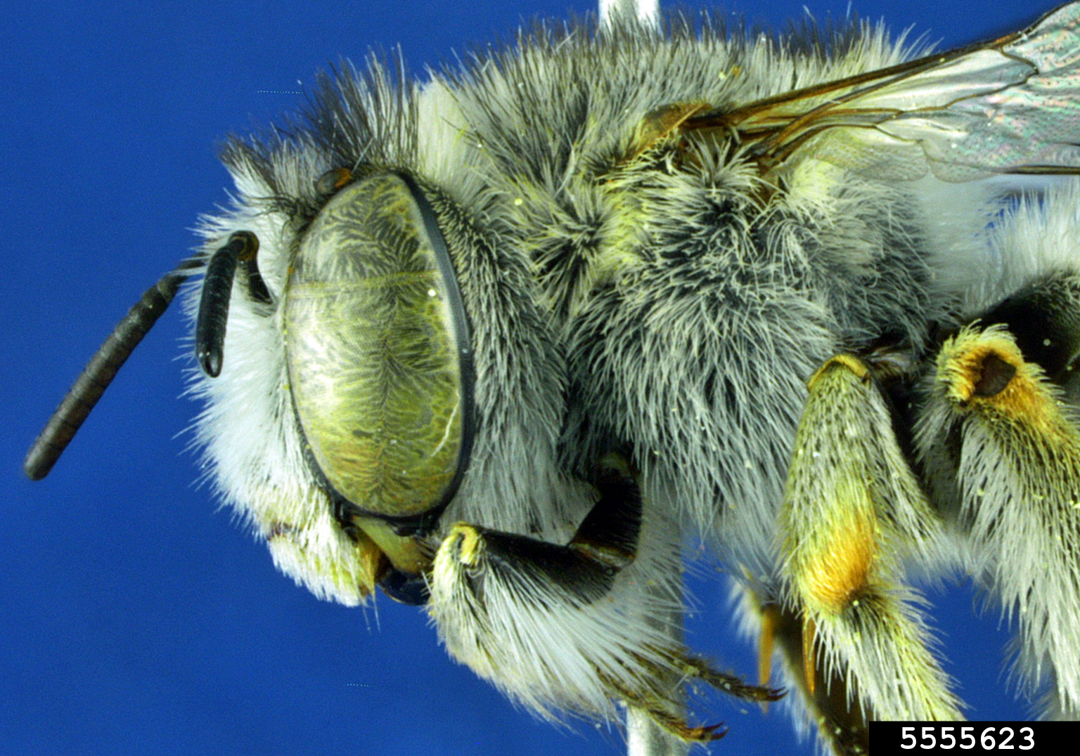 short sun-digger Bee (Anthophora curta Provancher, 1895)