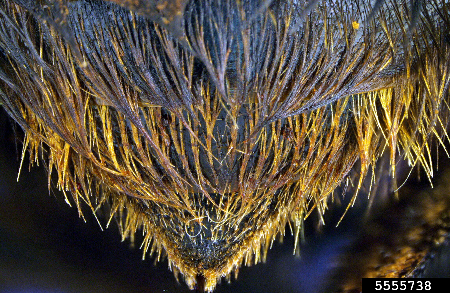 Crotch's bumble bee (Bombus crotchii)