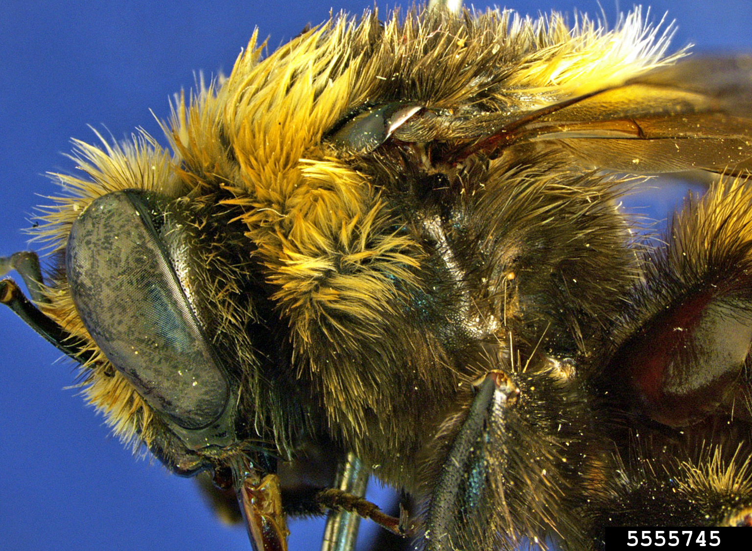Crotch's bumble bee (Bombus crotchii)