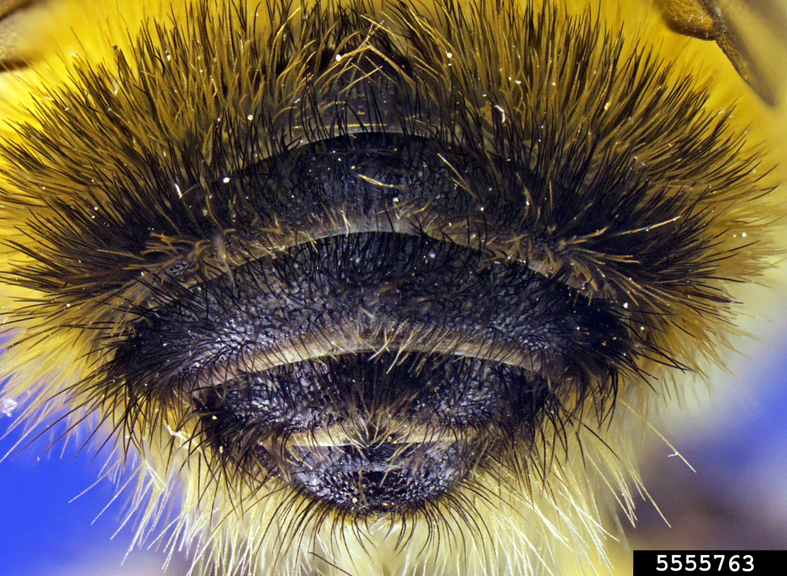 yellow head bumble bee (Bombus flavifrons Cresson, 1863)