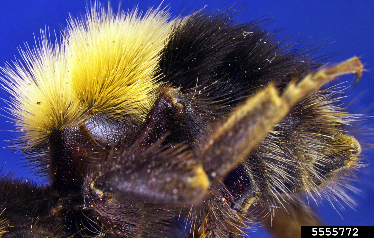 yellow head bumble bee (Bombus flavifrons Cresson, 1863)