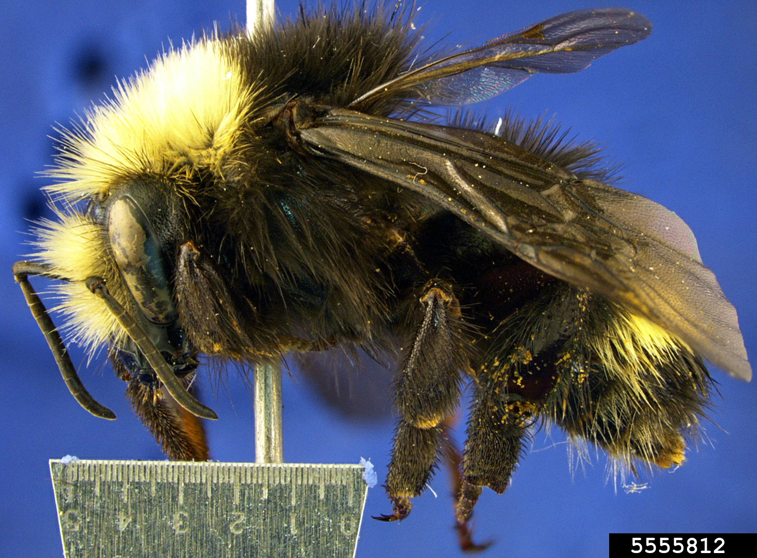 Van Dyke bumble bee (Bombus vandykei)