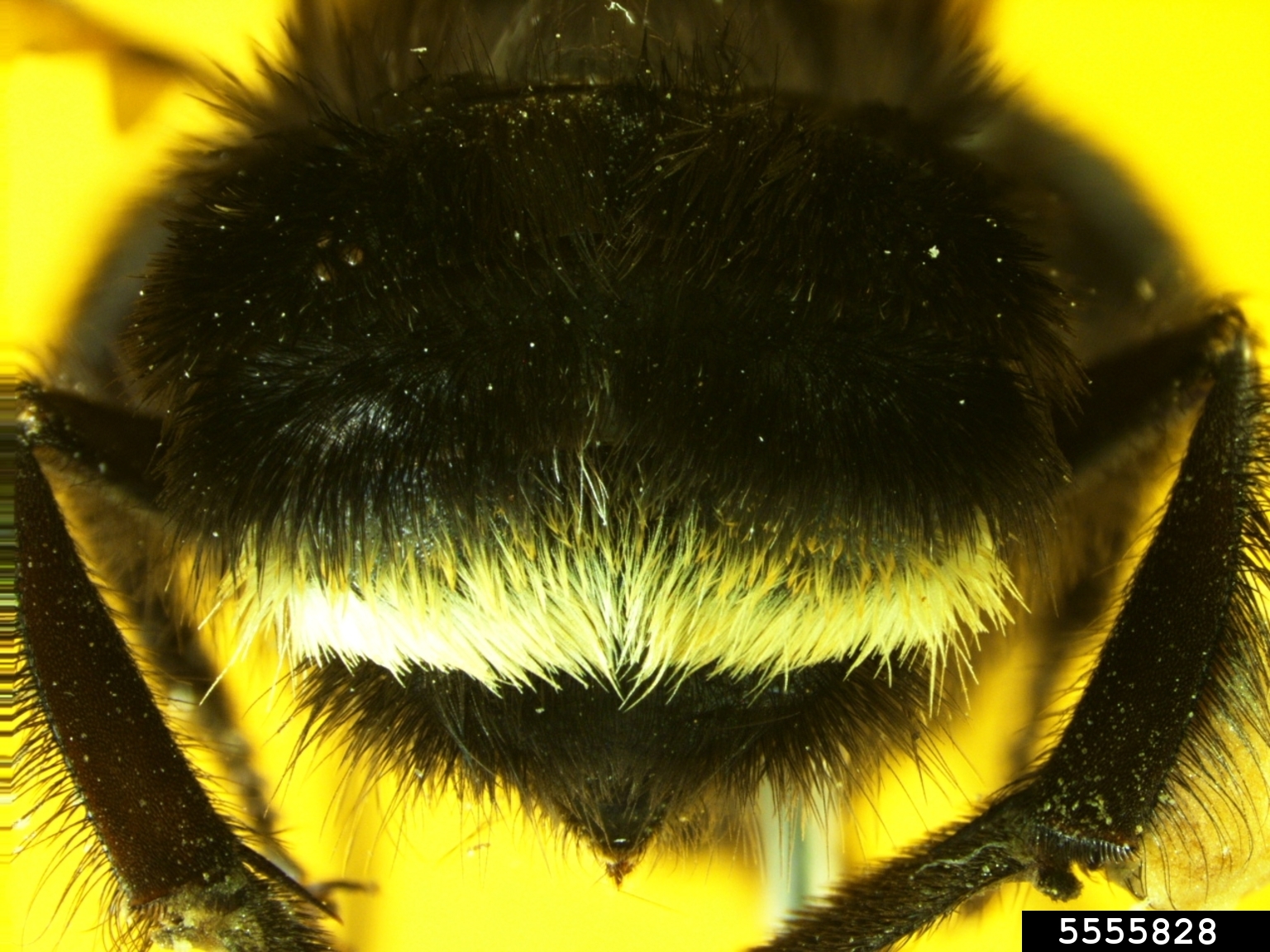 yellow-faced bumble bee, Bombus vosnesenskii (Hymenoptera: Apidae ...