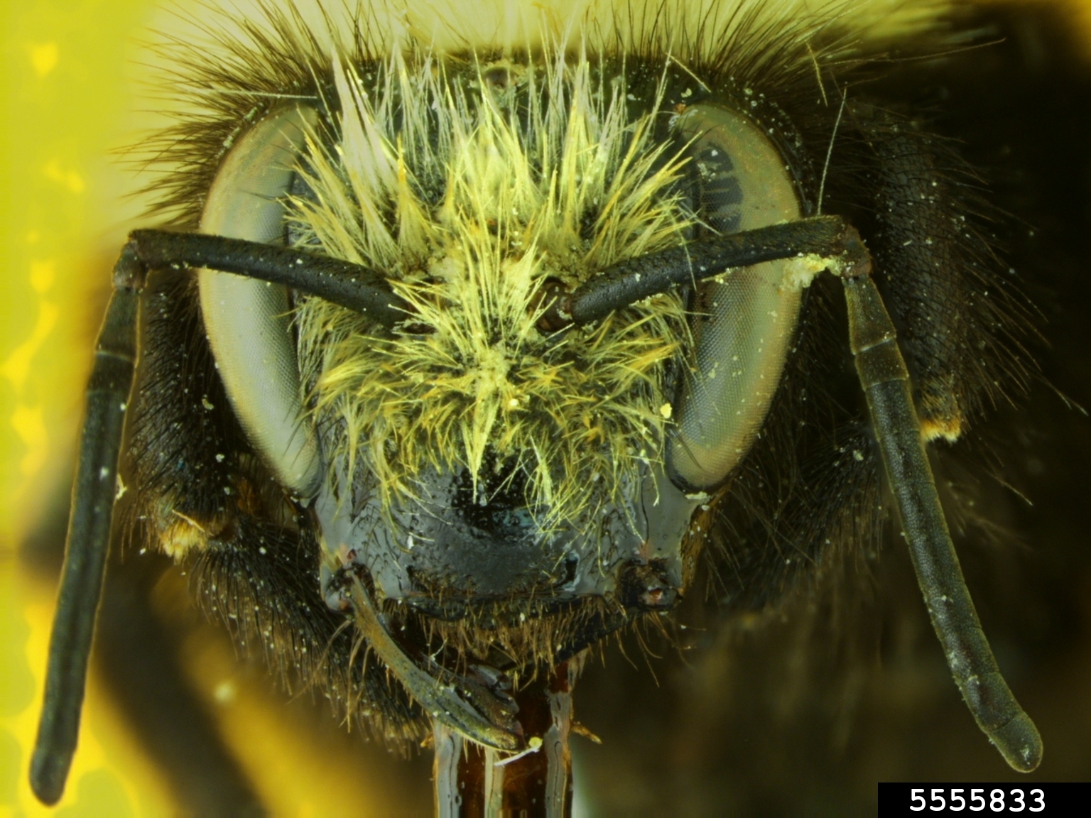 yellow-faced bumble bee, Bombus vosnesenskii (Hymenoptera: Apidae ...