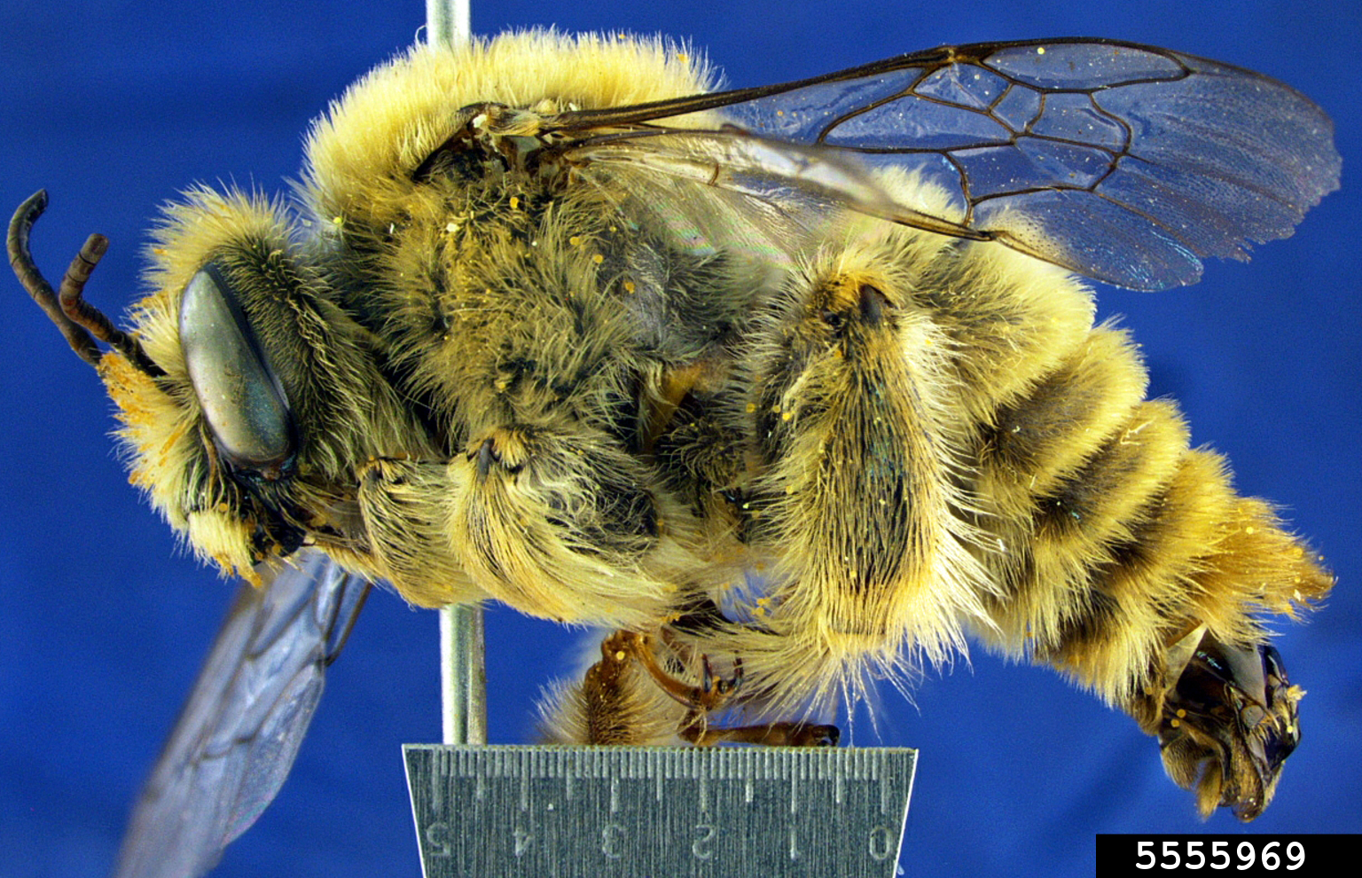 digger bee (Diadasia australis (Cresson, 1878))