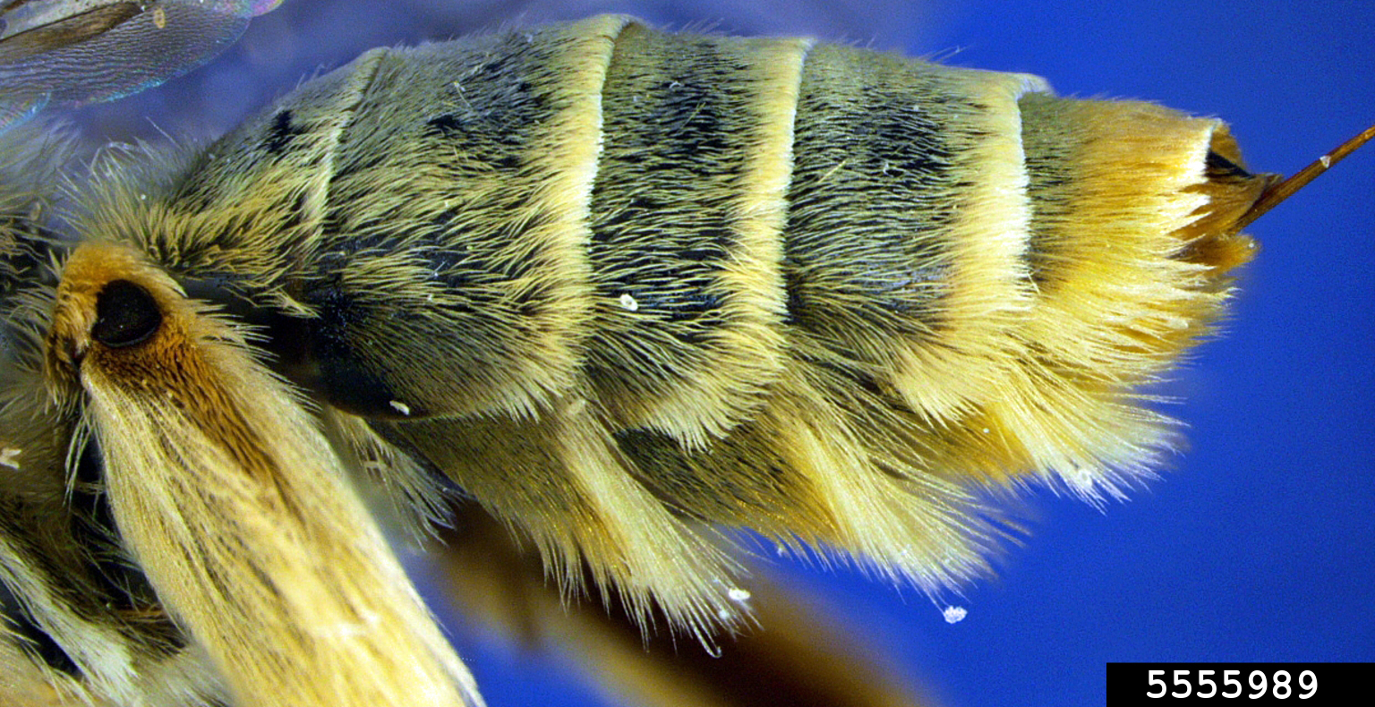 sunflower bee (Diadasia enavata (Cresson, 1872))