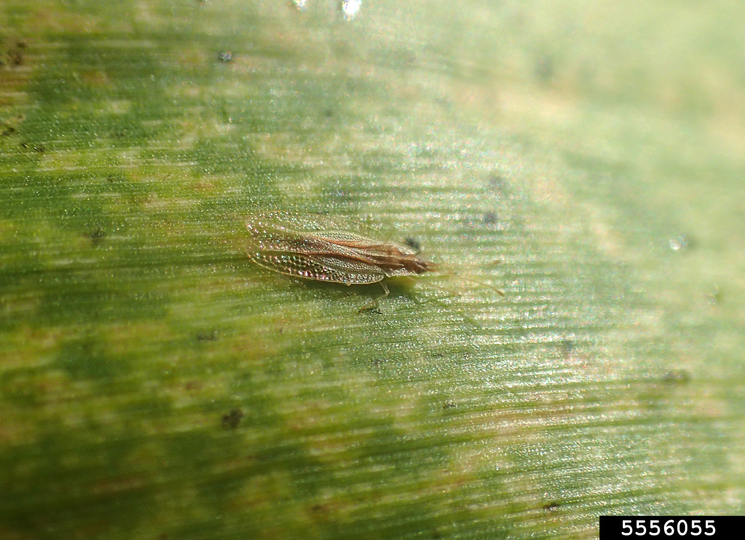 sugarcane lace bug (Leptodictya tabida (Herrich-Schaeffer))