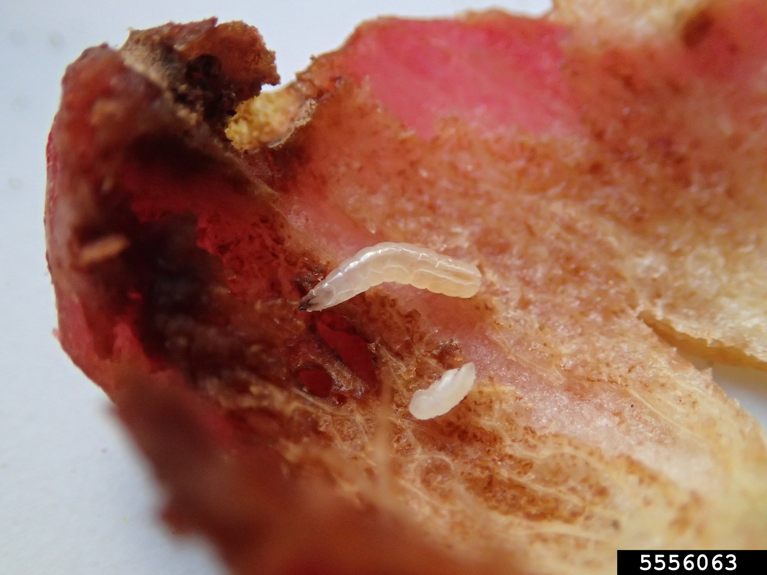 Mediterranean fruit fly, Medfly (Ceratitis capitata (Wiedemann, 1824))