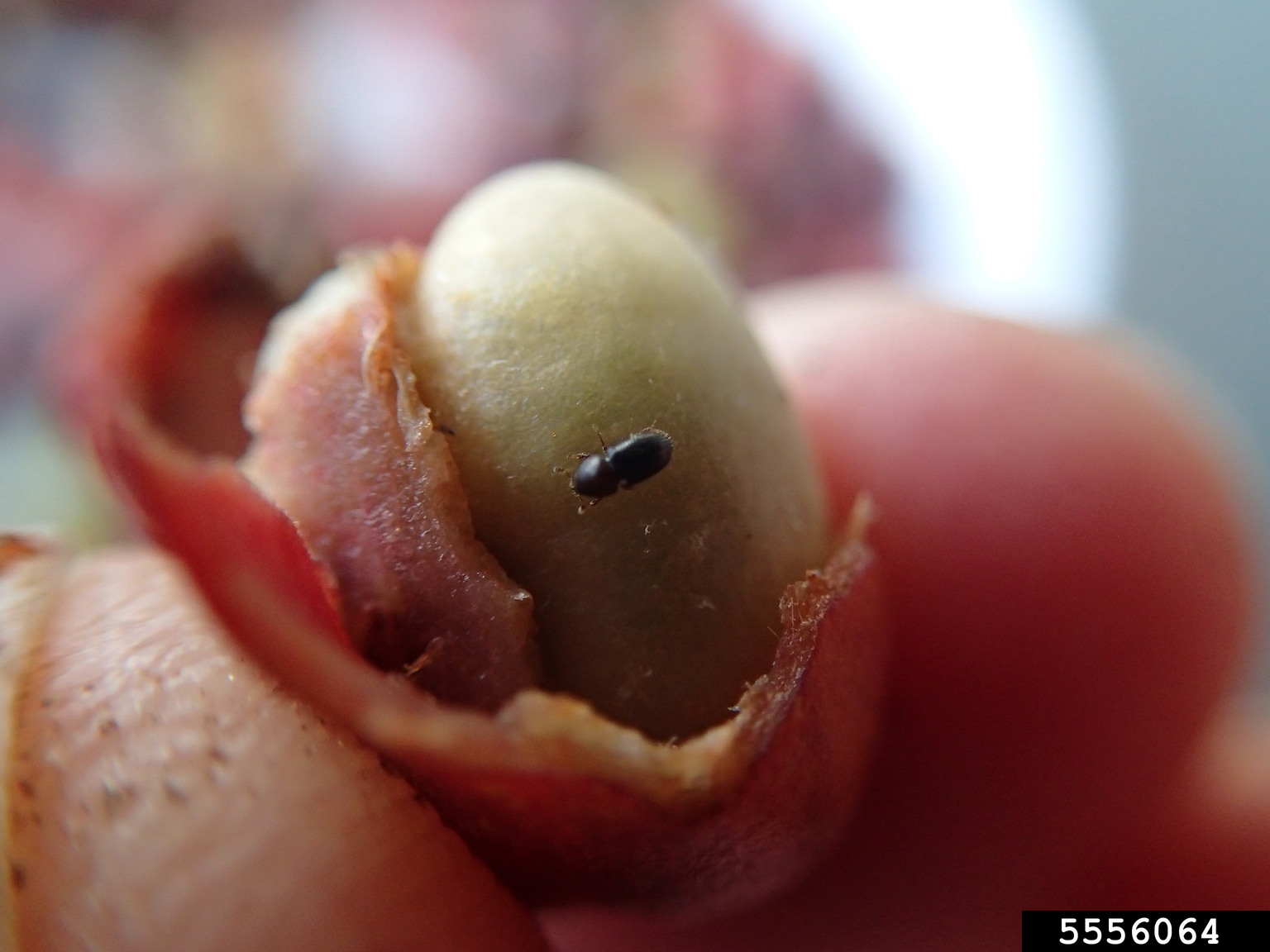 coffee berry borer (Hypothenemus hampei)