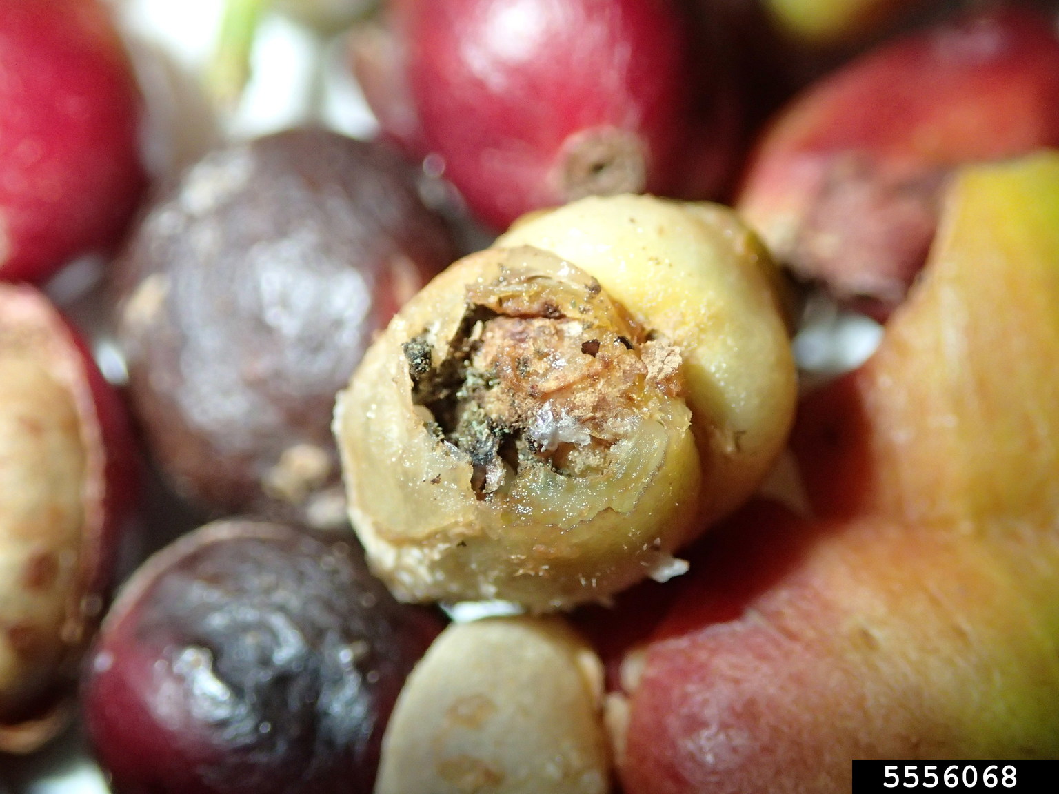 coffee berry borer (Hypothenemus hampei)