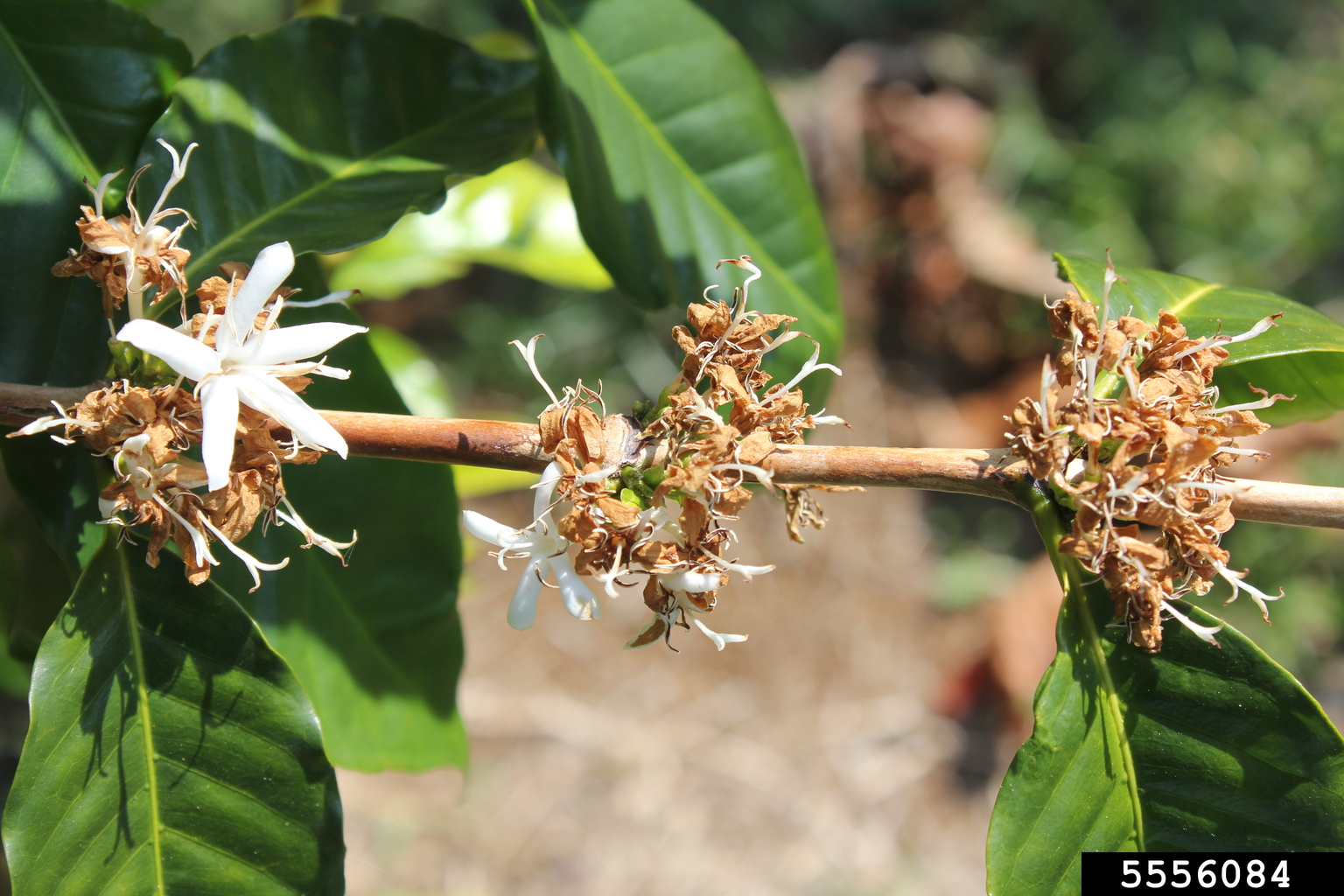 Arabian coffee (Coffea arabica L.)