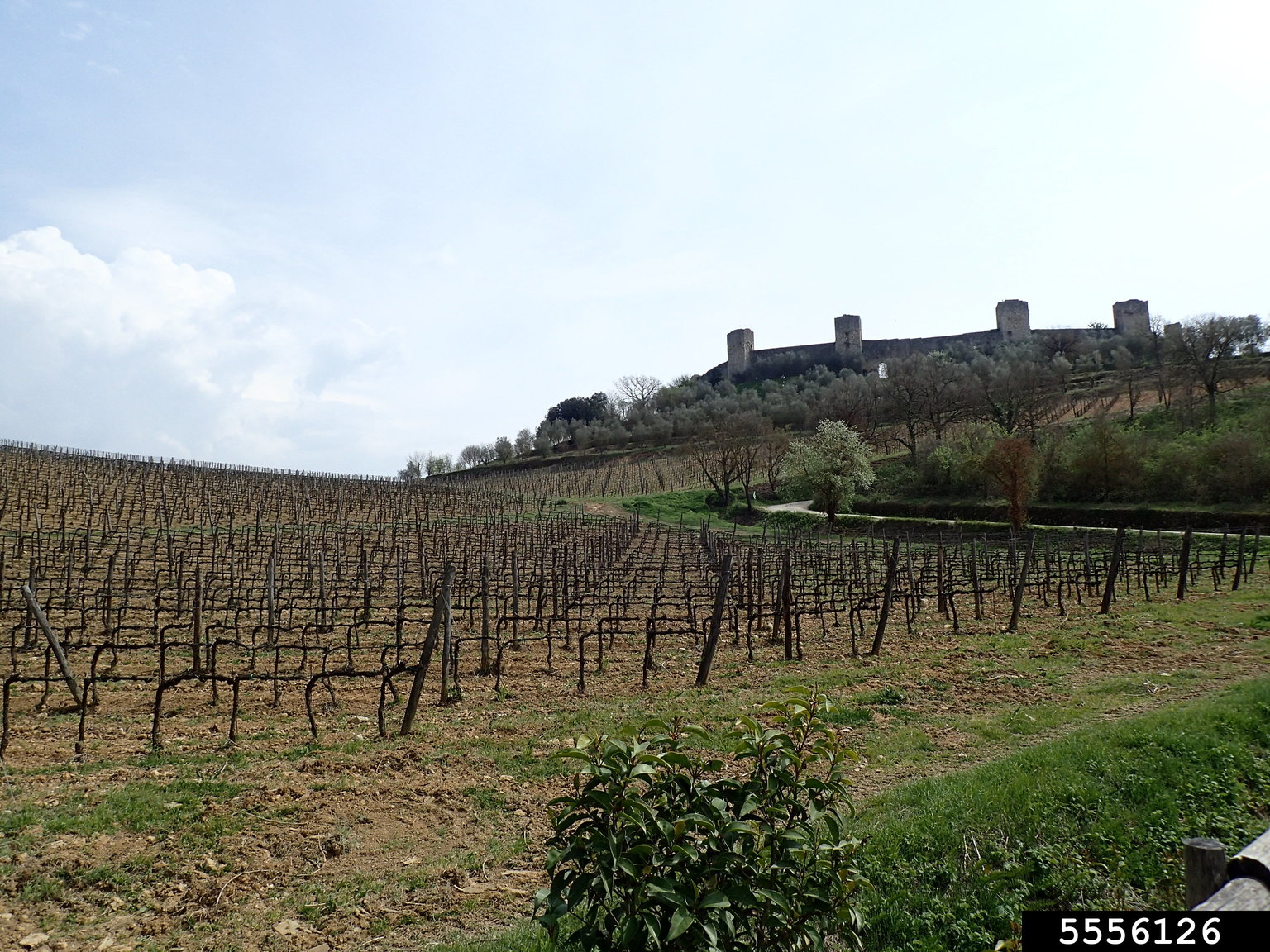 wine grape (Vitis vinifera L.)