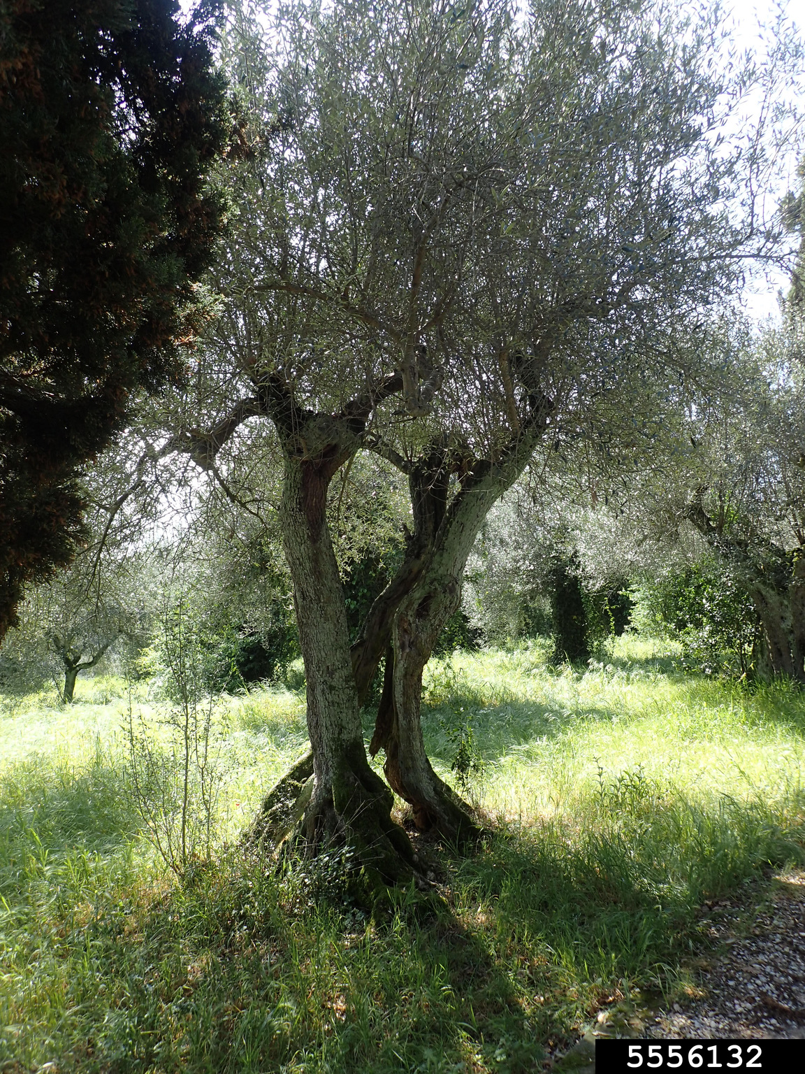 olive (Olea europaea L.)