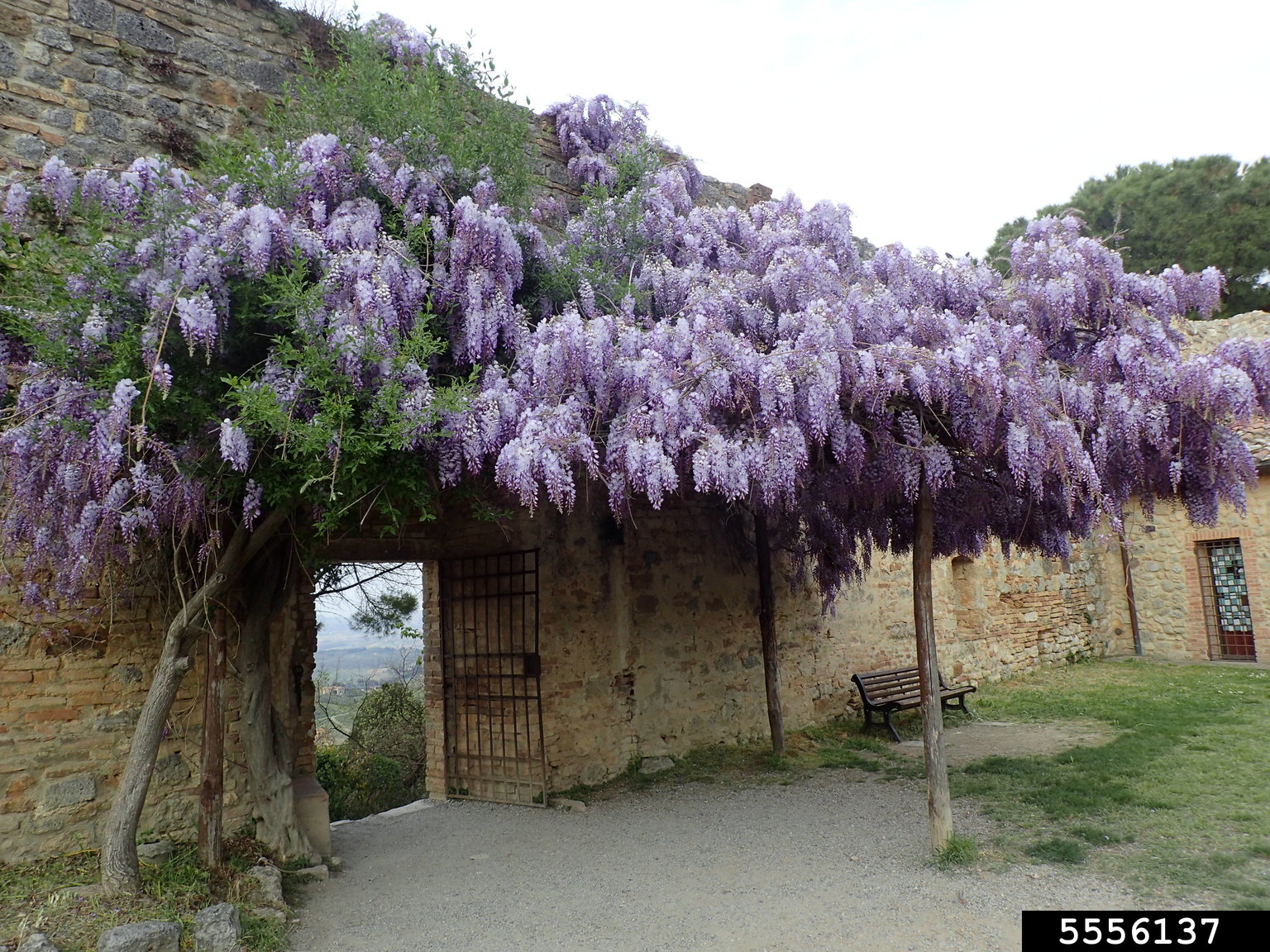 Chinese wisteria (Wisteria sinensis (Sims) DC.)