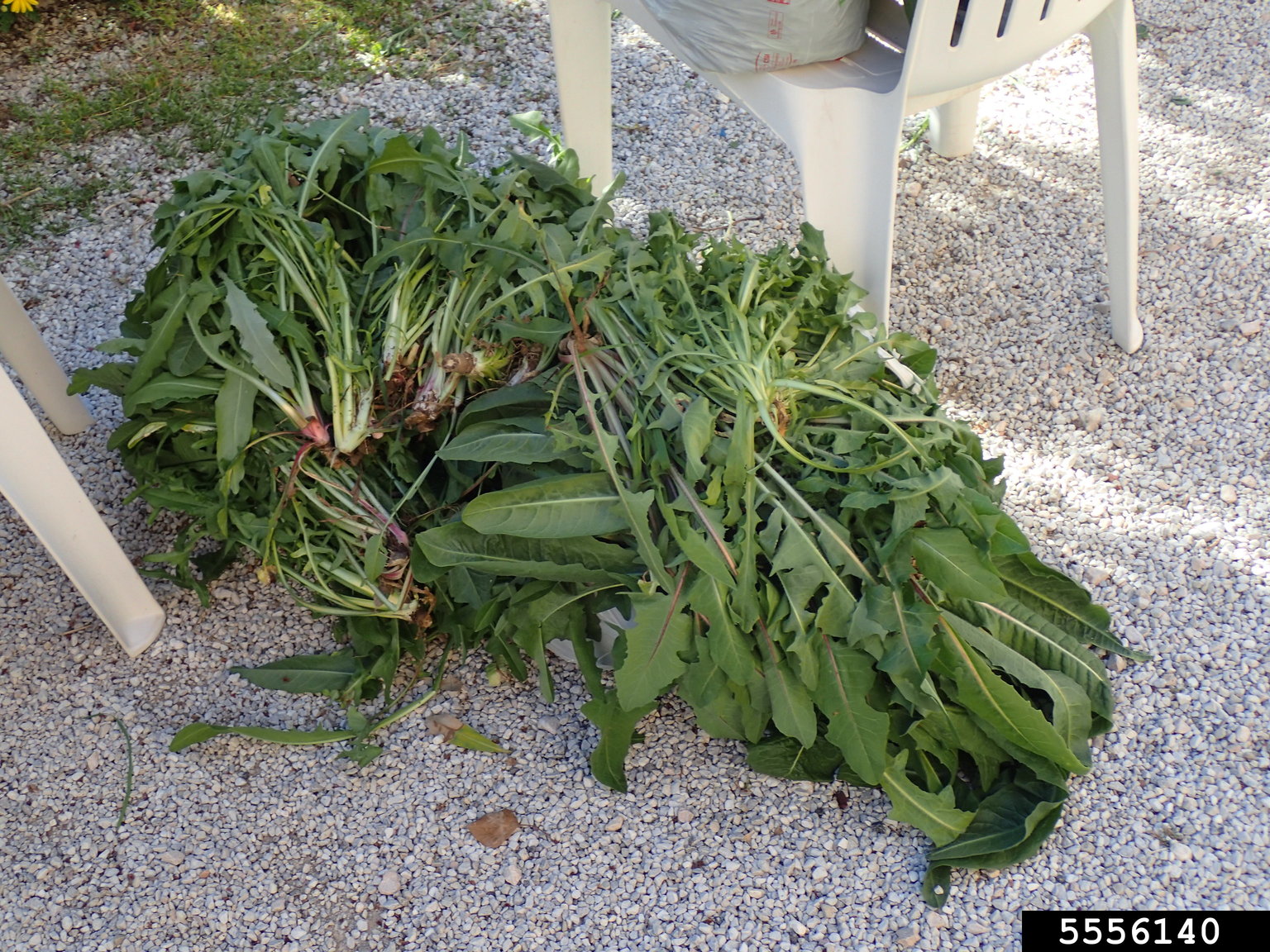 dandelion (Taraxacum officinale G.H. Weber ex Wiggers)