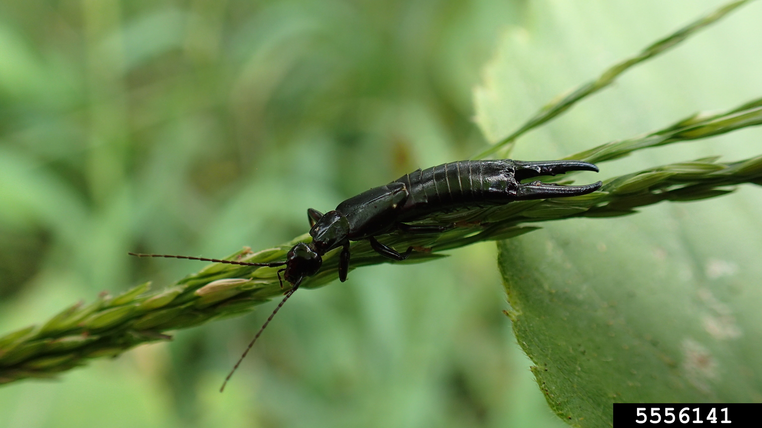 black earwig (Chelisoches morio (Fabricius, 1775))