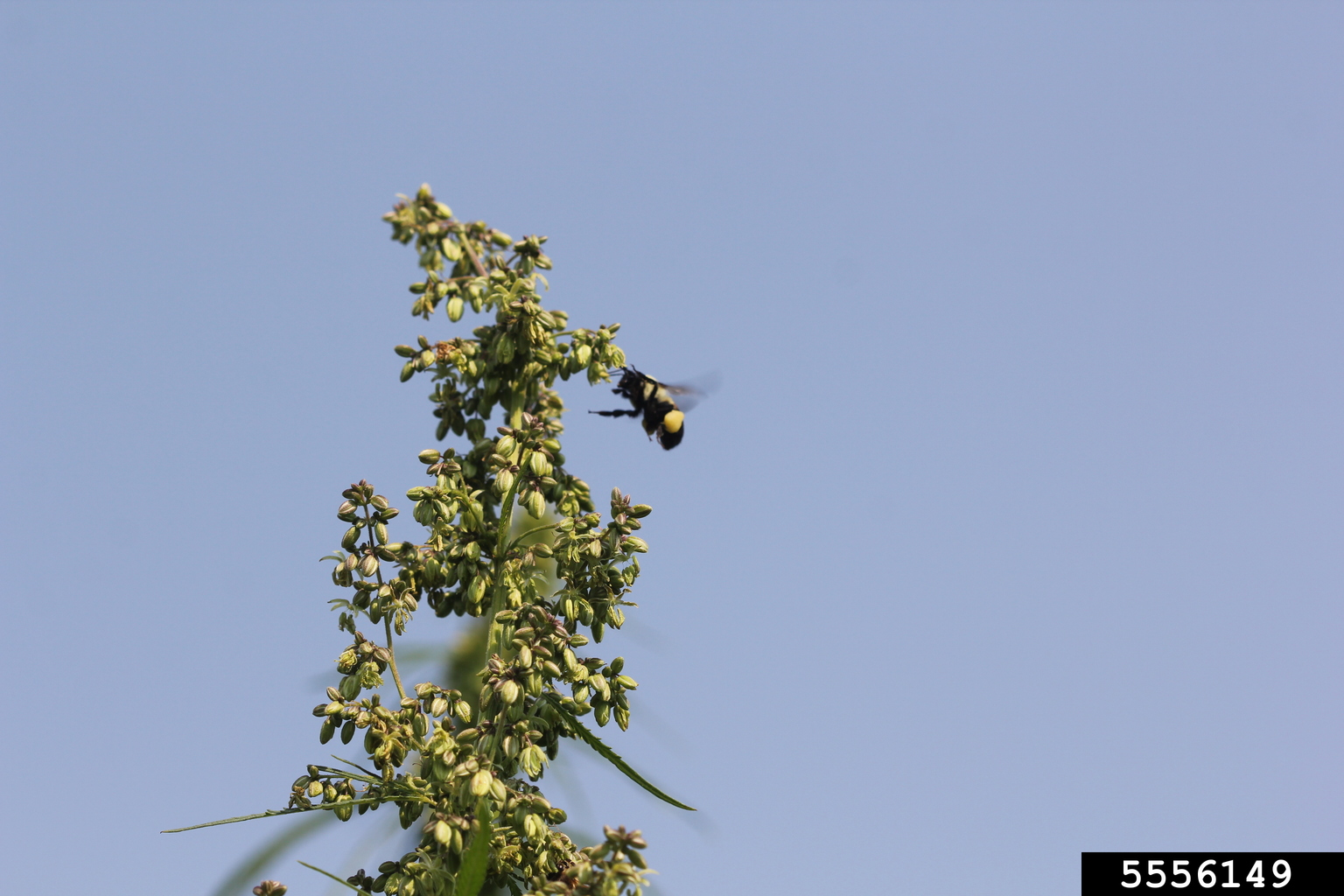 bumble bees (Genus Bombus Latreille, 1802)