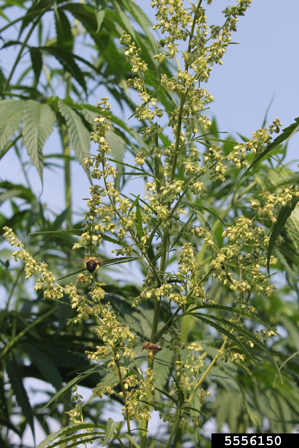 bumble bees (Genus Bombus Latreille, 1802)
