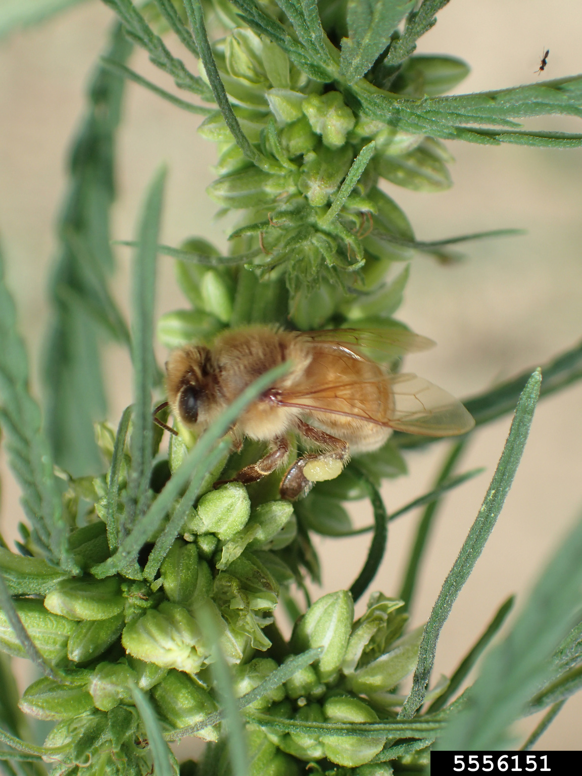 honey bee (Apis mellifera)