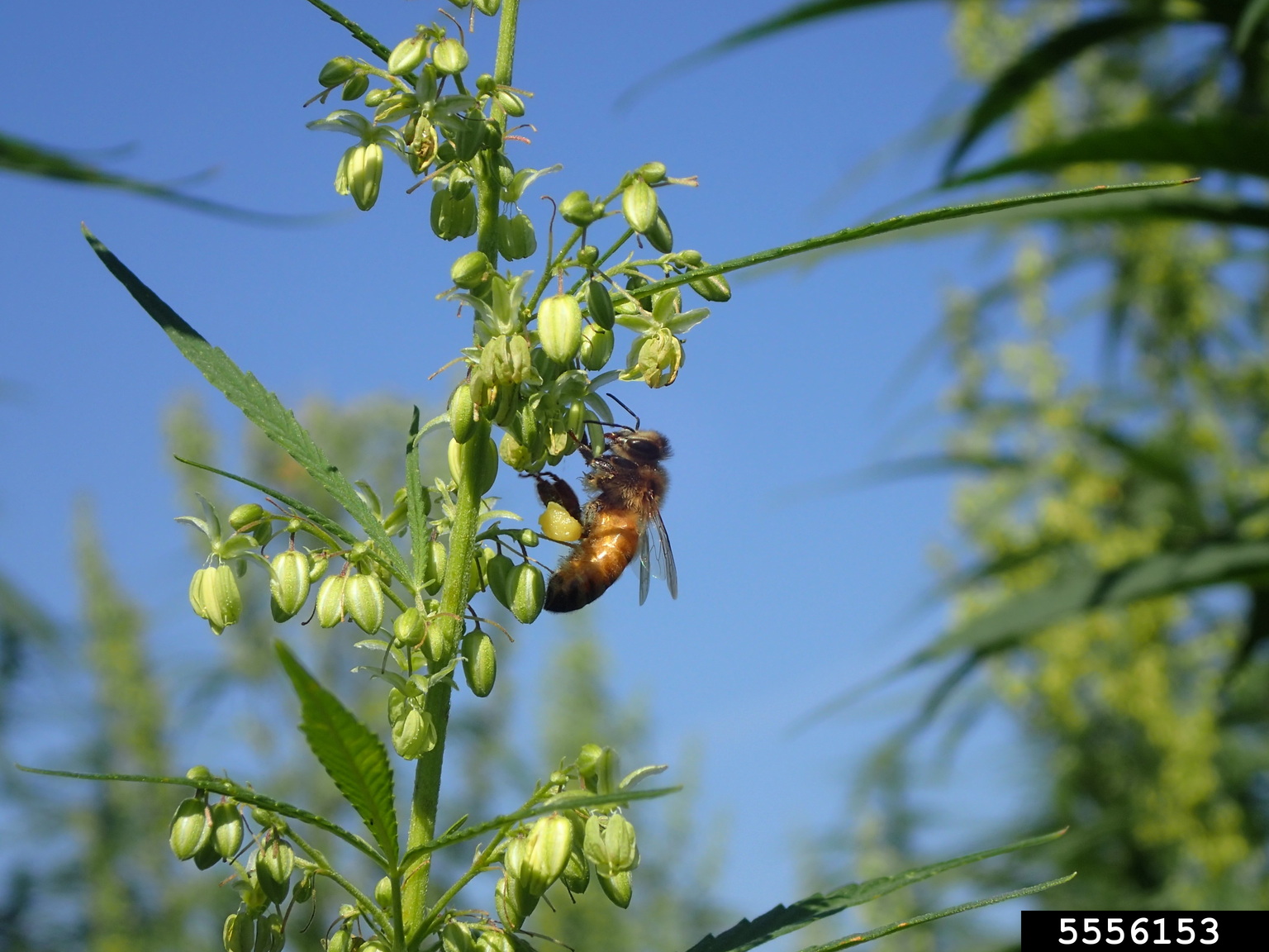 honey bee (Apis mellifera)