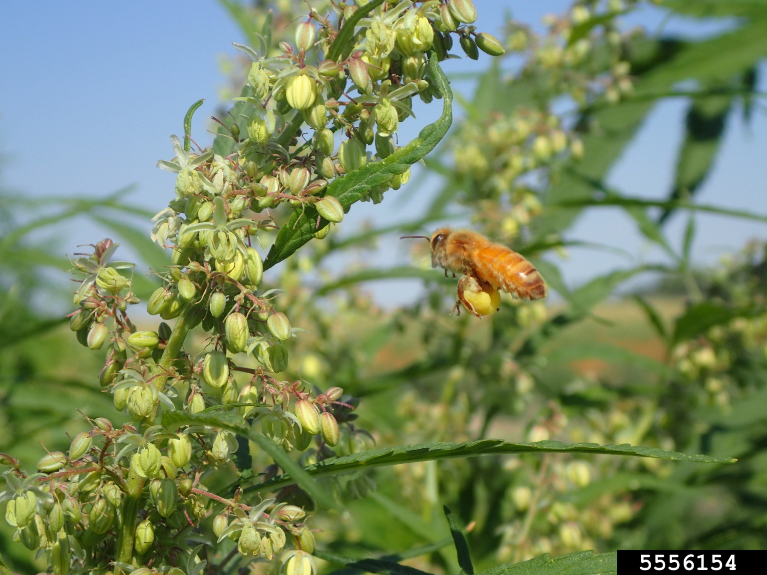 honey bee (Apis mellifera Linnaeus)