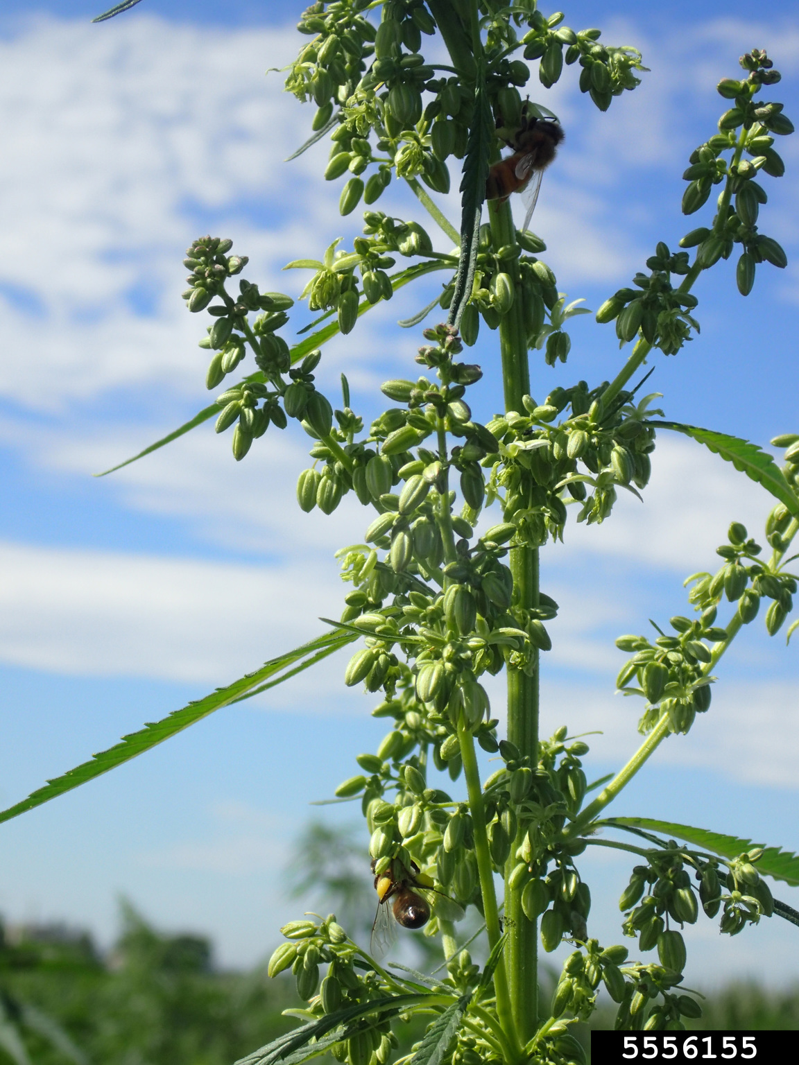 honey bee (Apis mellifera ) on hemp/marijuana (sativa) (Cannabis sativa ...