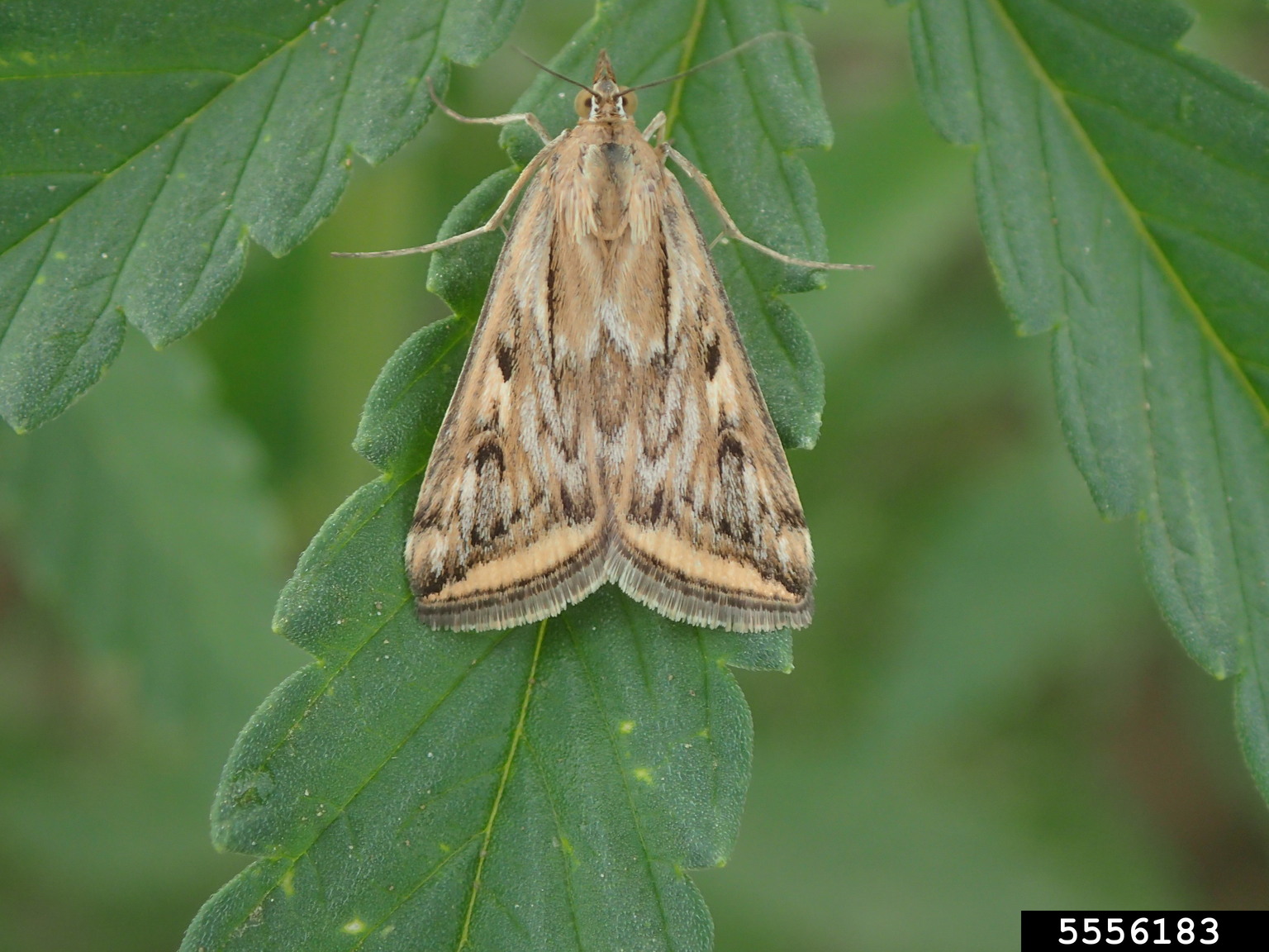 alfalfa webworm (Loxostege cereralis (Zeller))