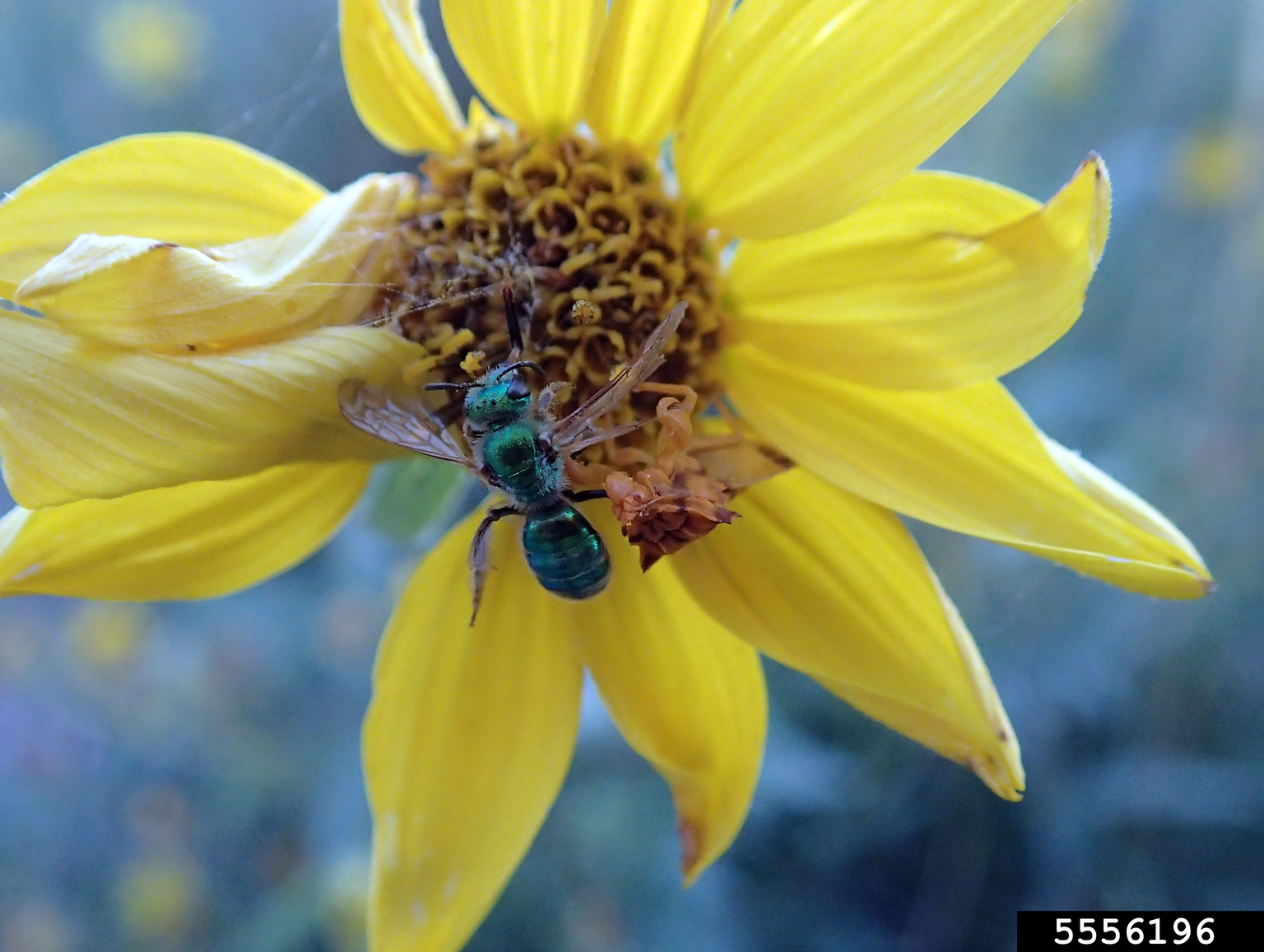 ambush bugs (Genus Phymata Latreille, 1802)