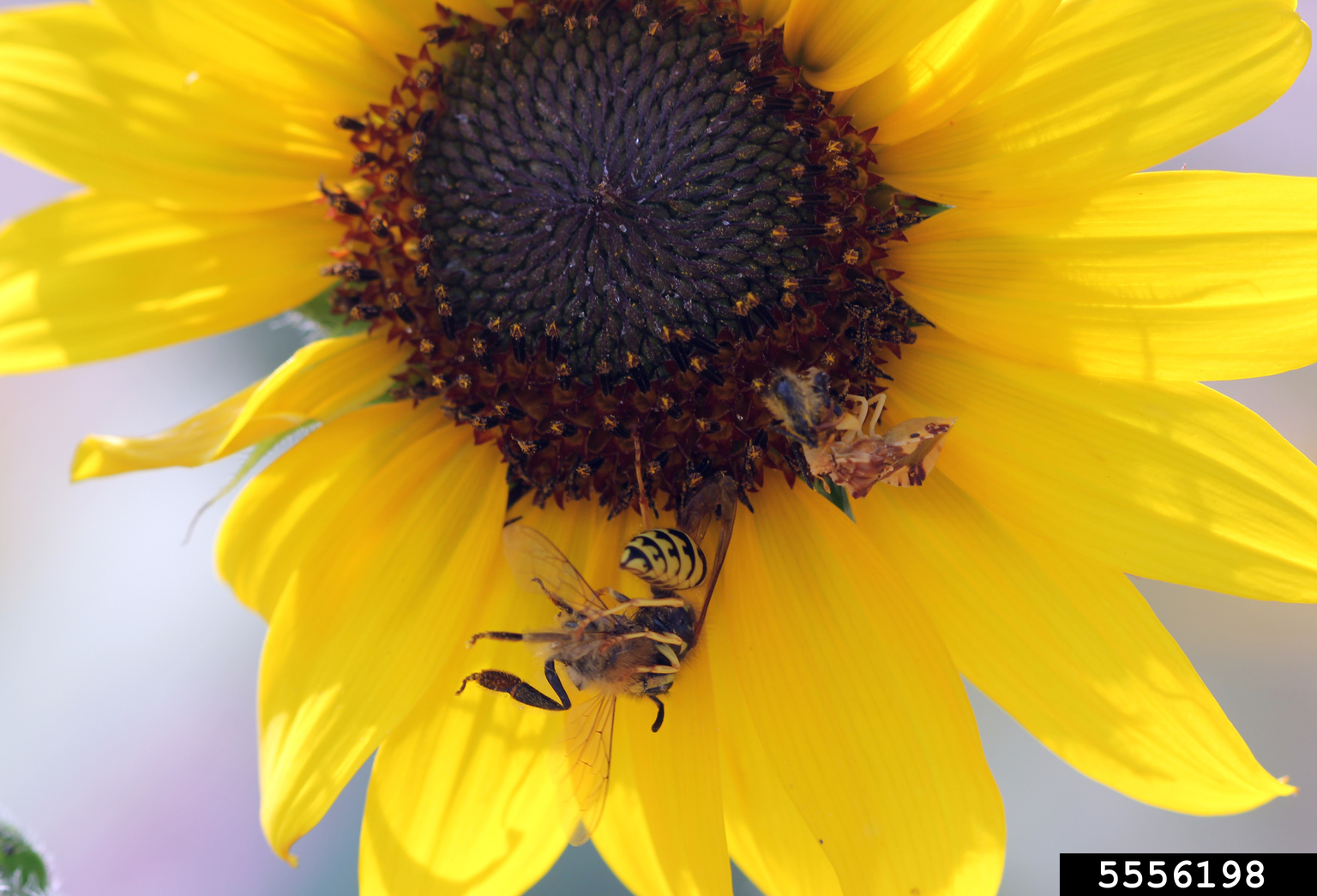 ambush bugs (Genus Phymata Latreille, 1802)