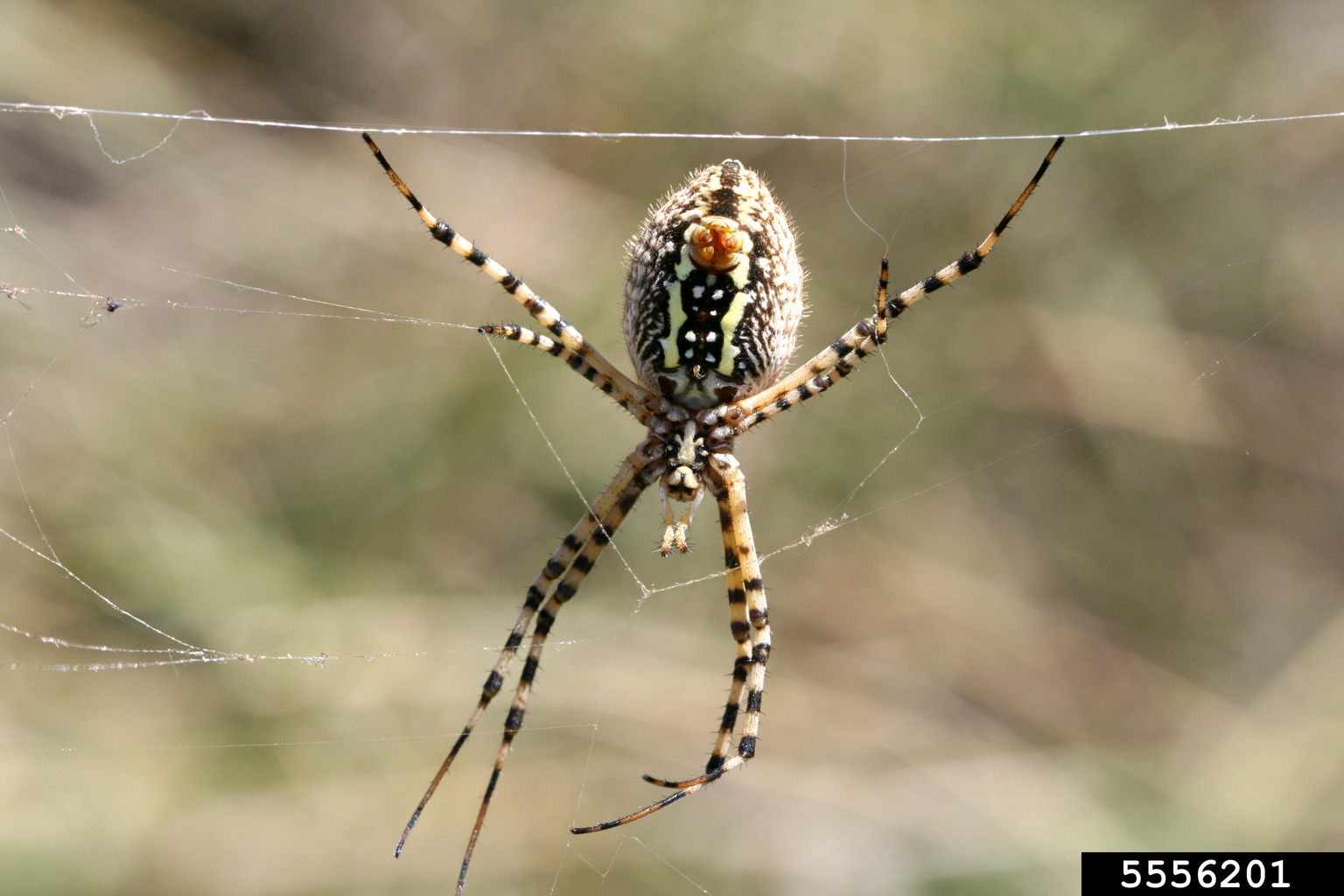banded garden spider (Argiope trifasciata (Forskal))