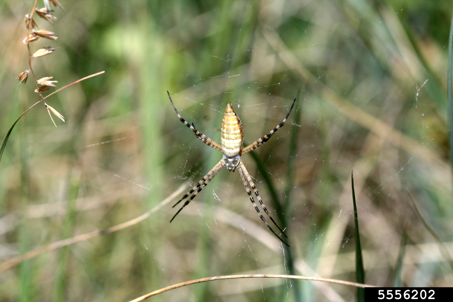 banded garden spider (Argiope trifasciata)