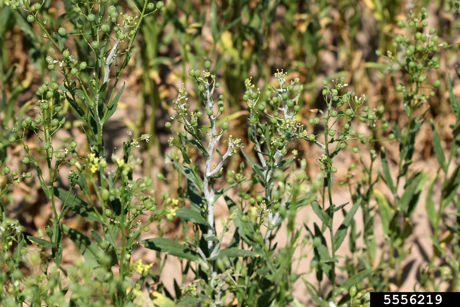 downy mildew (Hyaloperonospora camelinae)