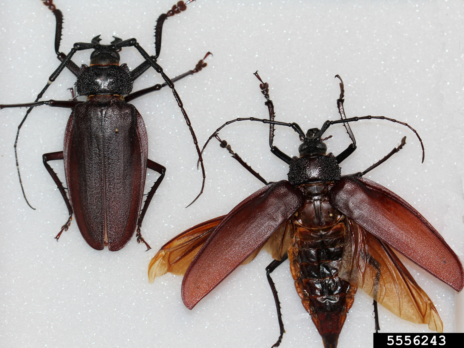 prionid beetle (Titanus giganteus (Linnaeus, 1771))