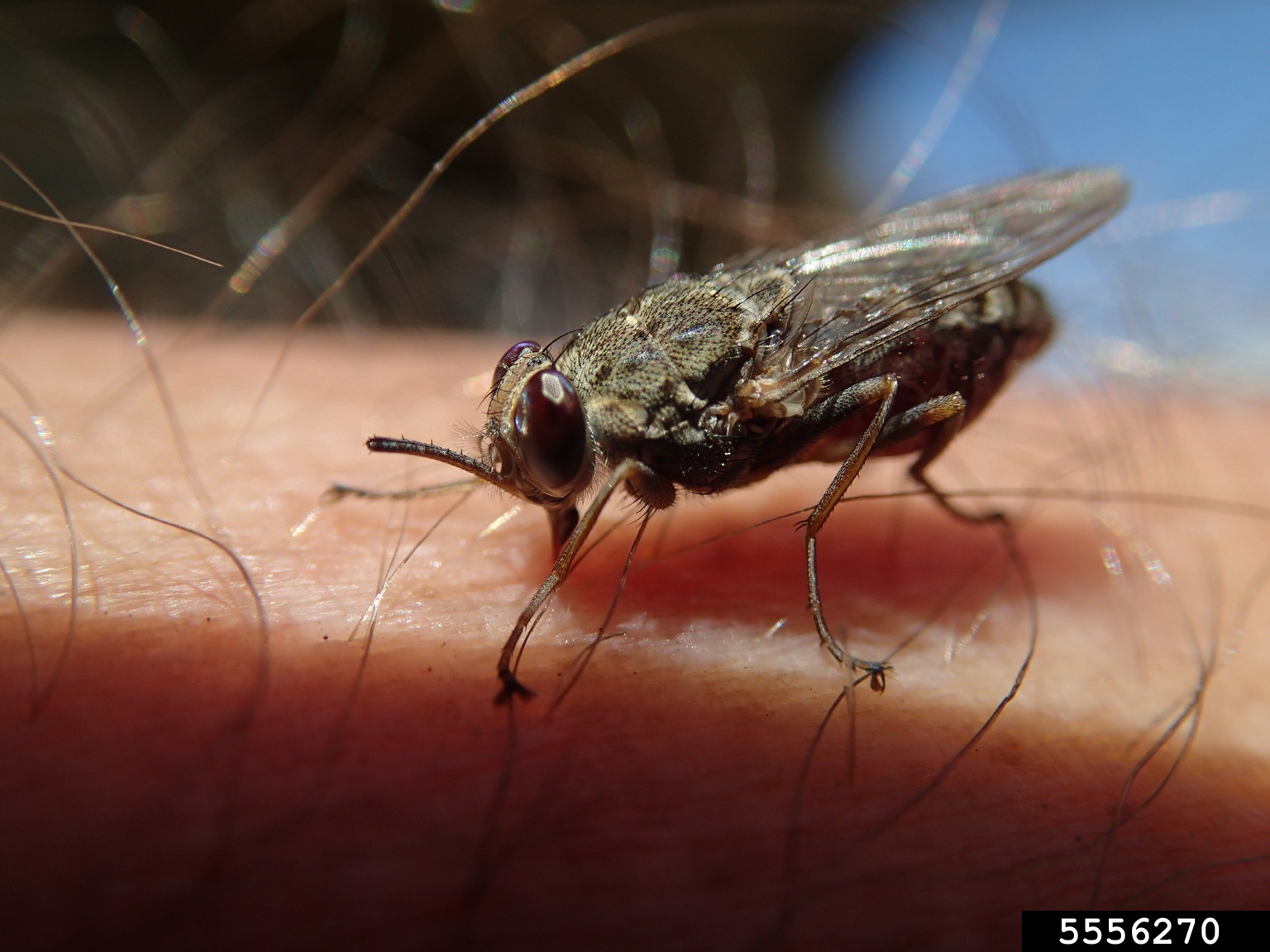 Tsetse Fly Genus Glossina Tsetse Fly Genus Glossina