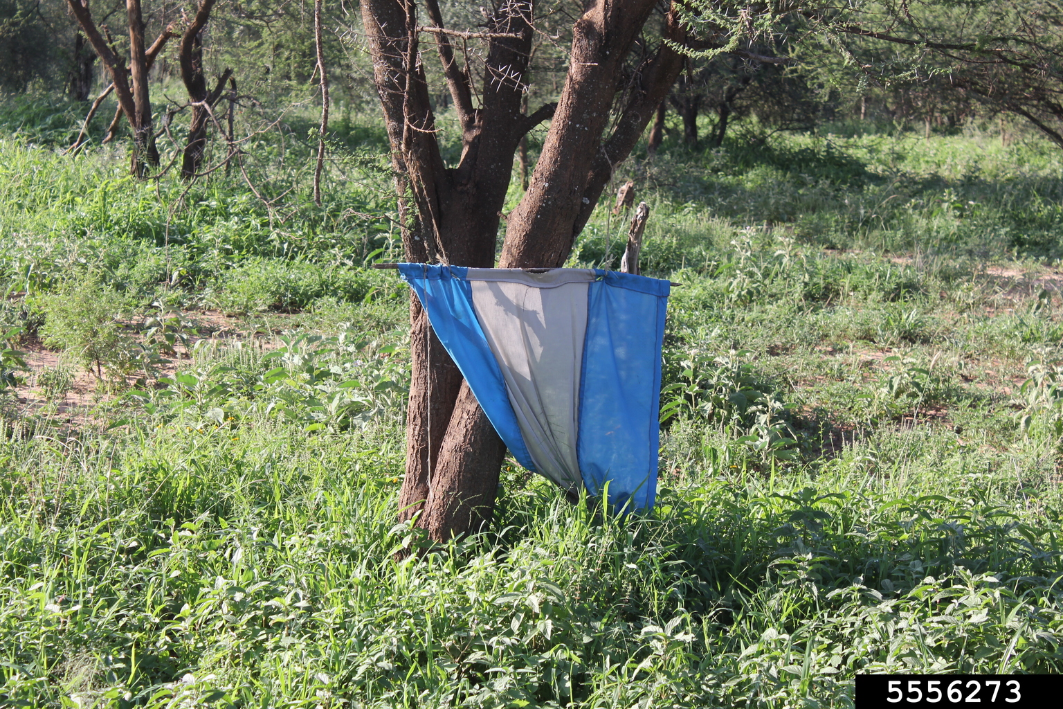 tsetse fly (Genus Glossina)