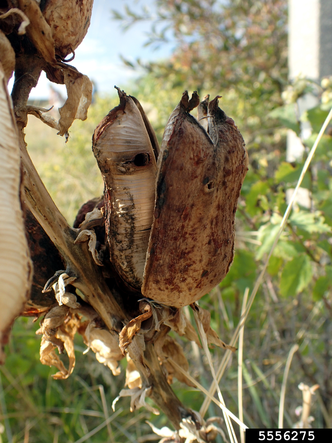 yucca moth (Genus Tegeticula Zeller, 1873)