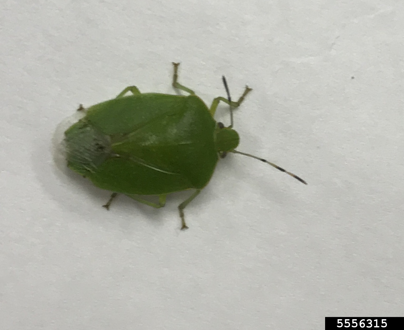 green stink bug (Chinavia hilaris ( Say, 1831))